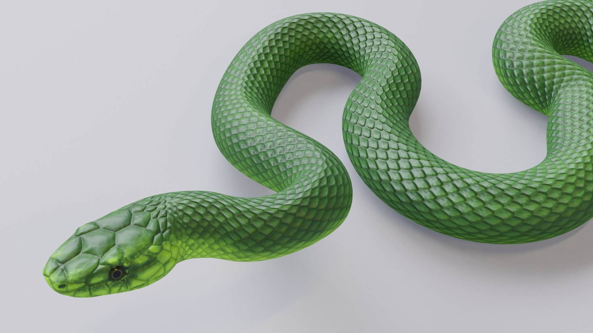 Animated Green Mamba - 3D Model by Dibia Digital