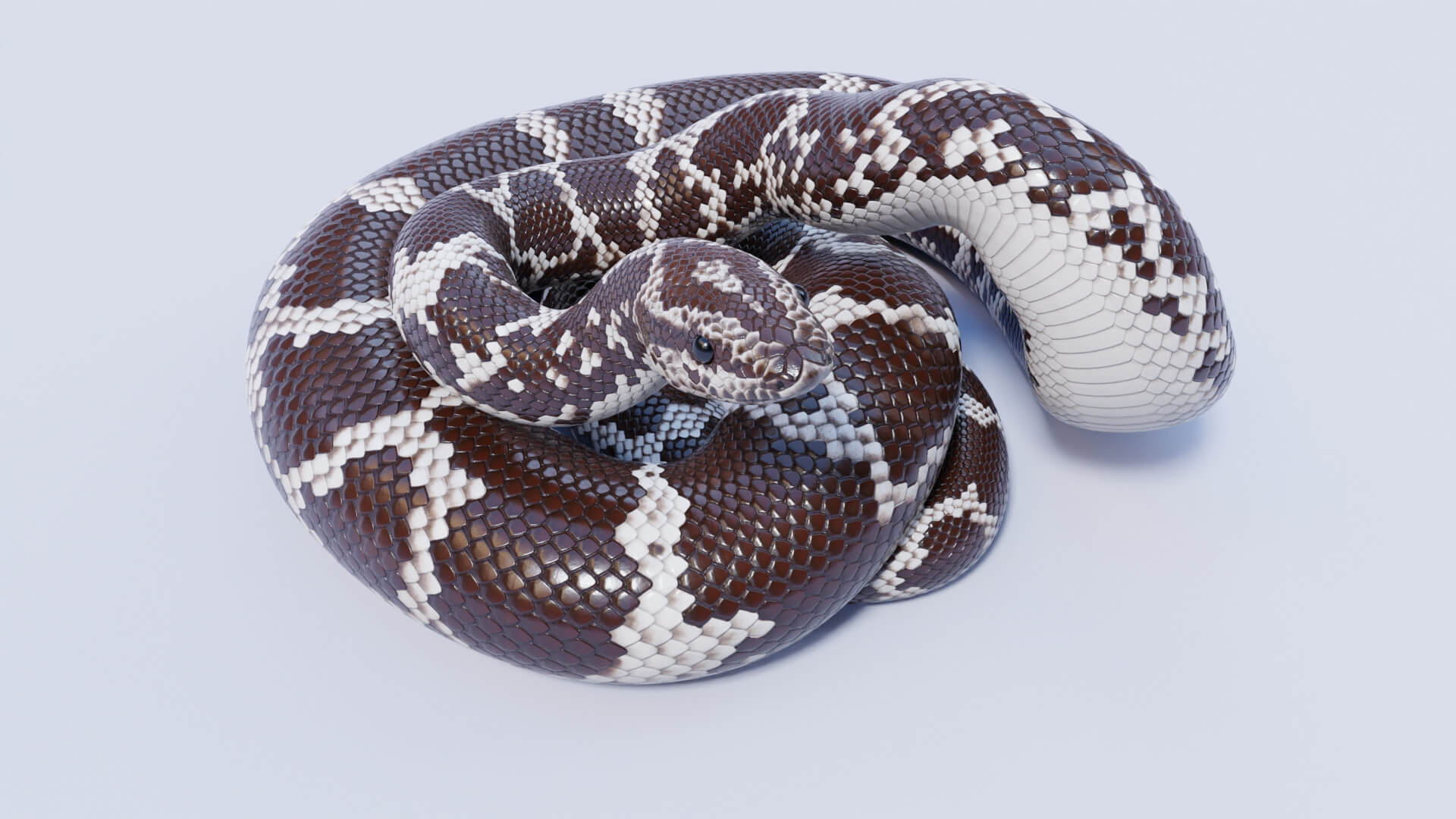 Animated Kenyan Sand Boa - 3D Model by Dibia Digital