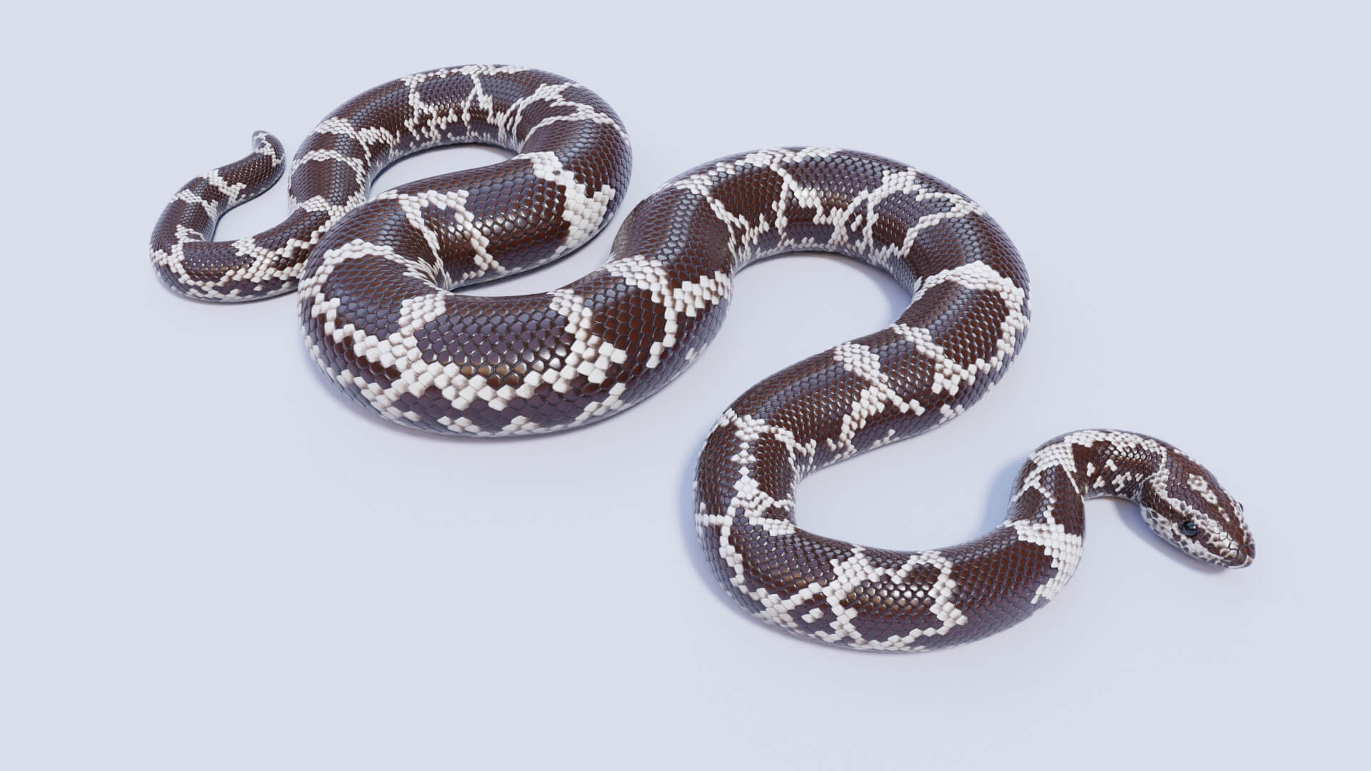 Animated Kenyan Sand Boa - 3D Model by Dibia Digital