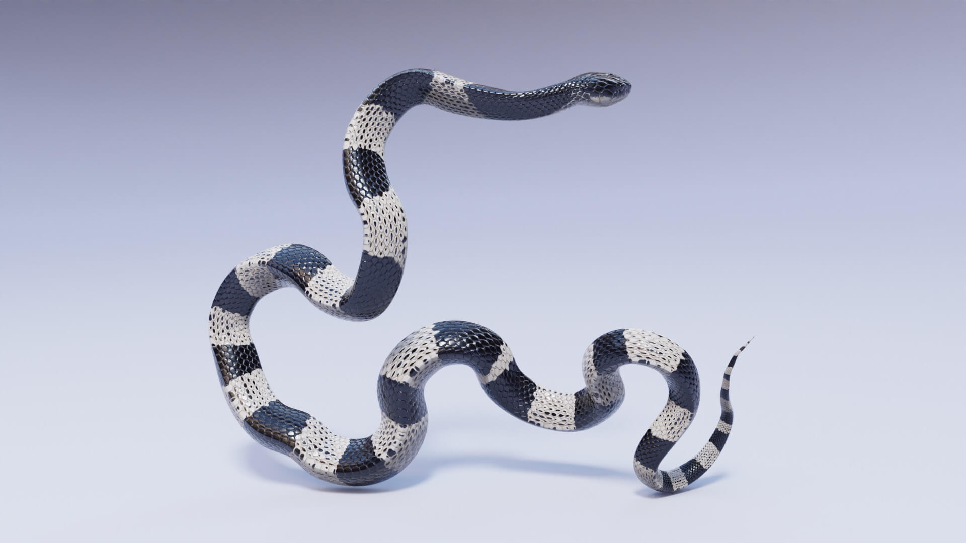 Animated Malayan Krait - 3D Model by Dibia Digital