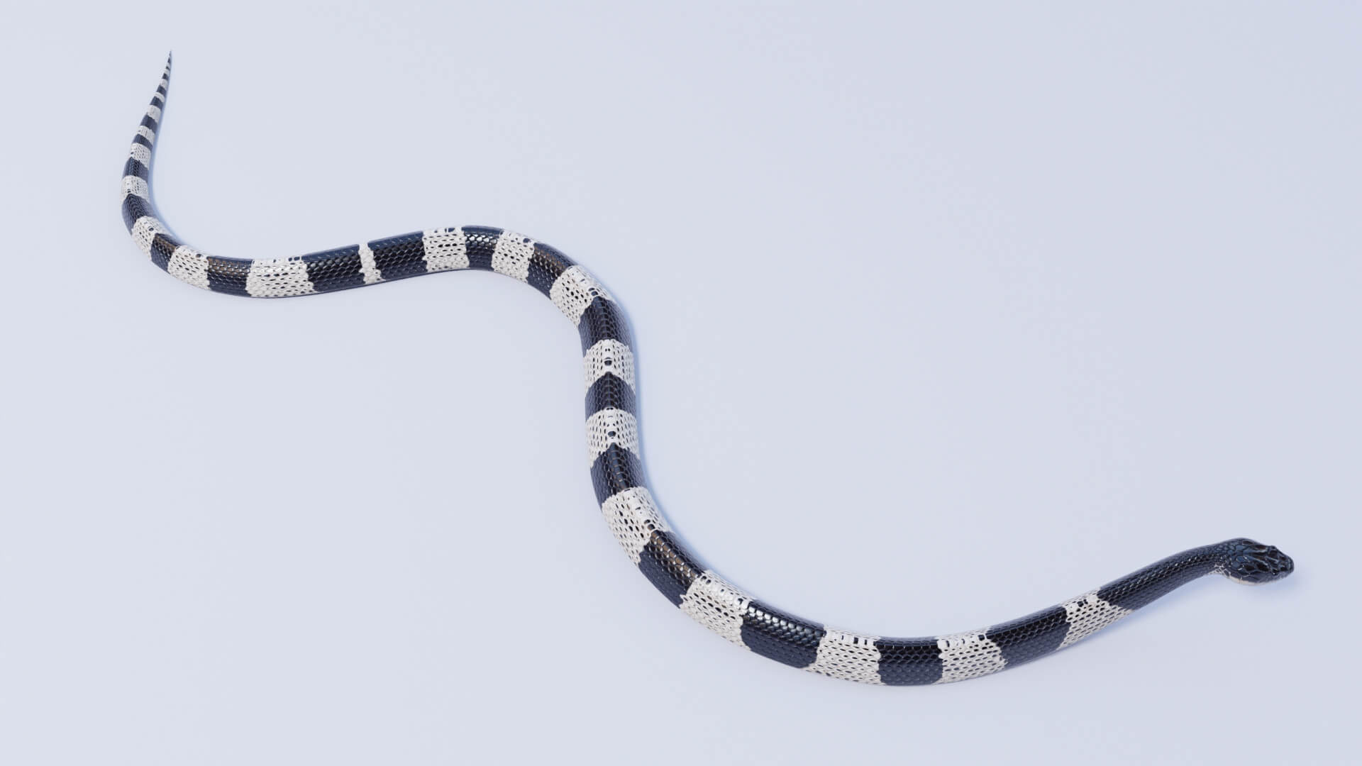 Animated Malayan Krait - 3D Model by Dibia Digital