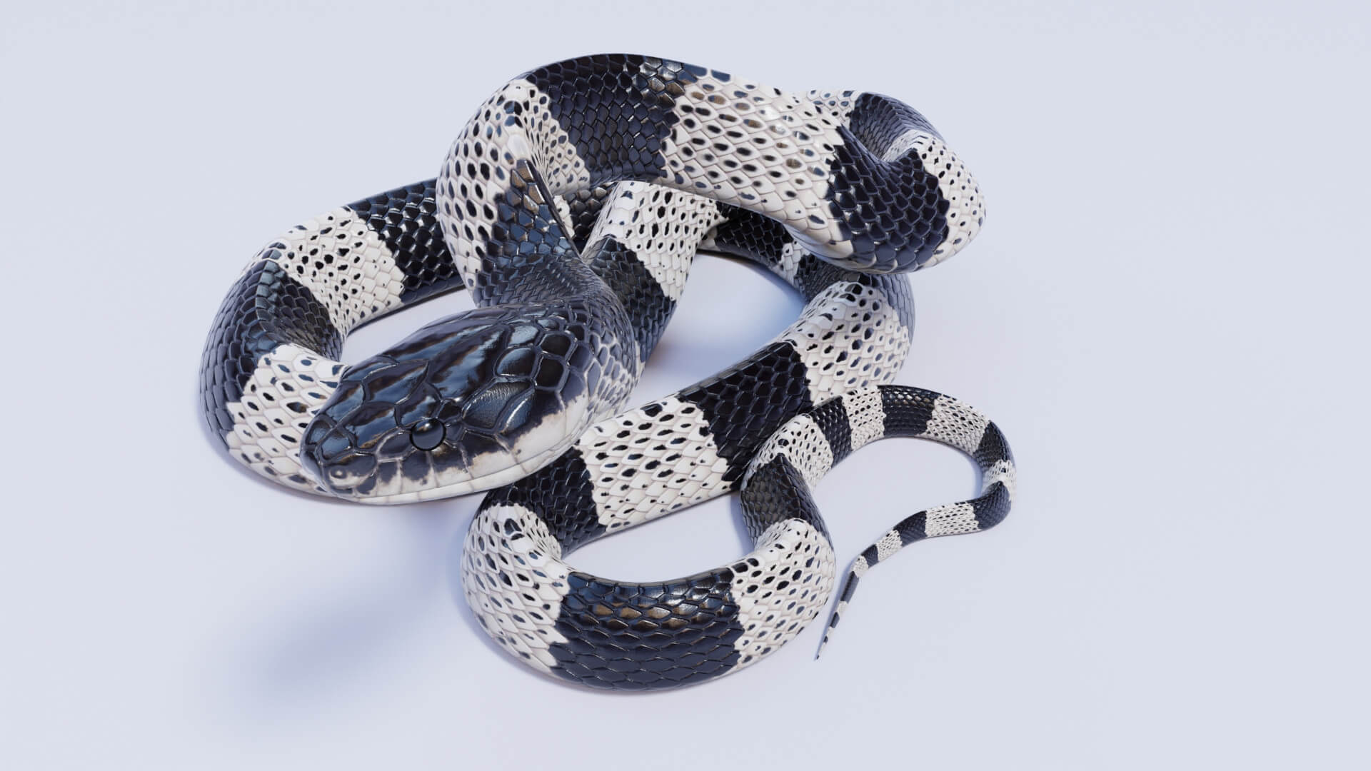 Animated Malayan Krait - 3D Model by Dibia Digital