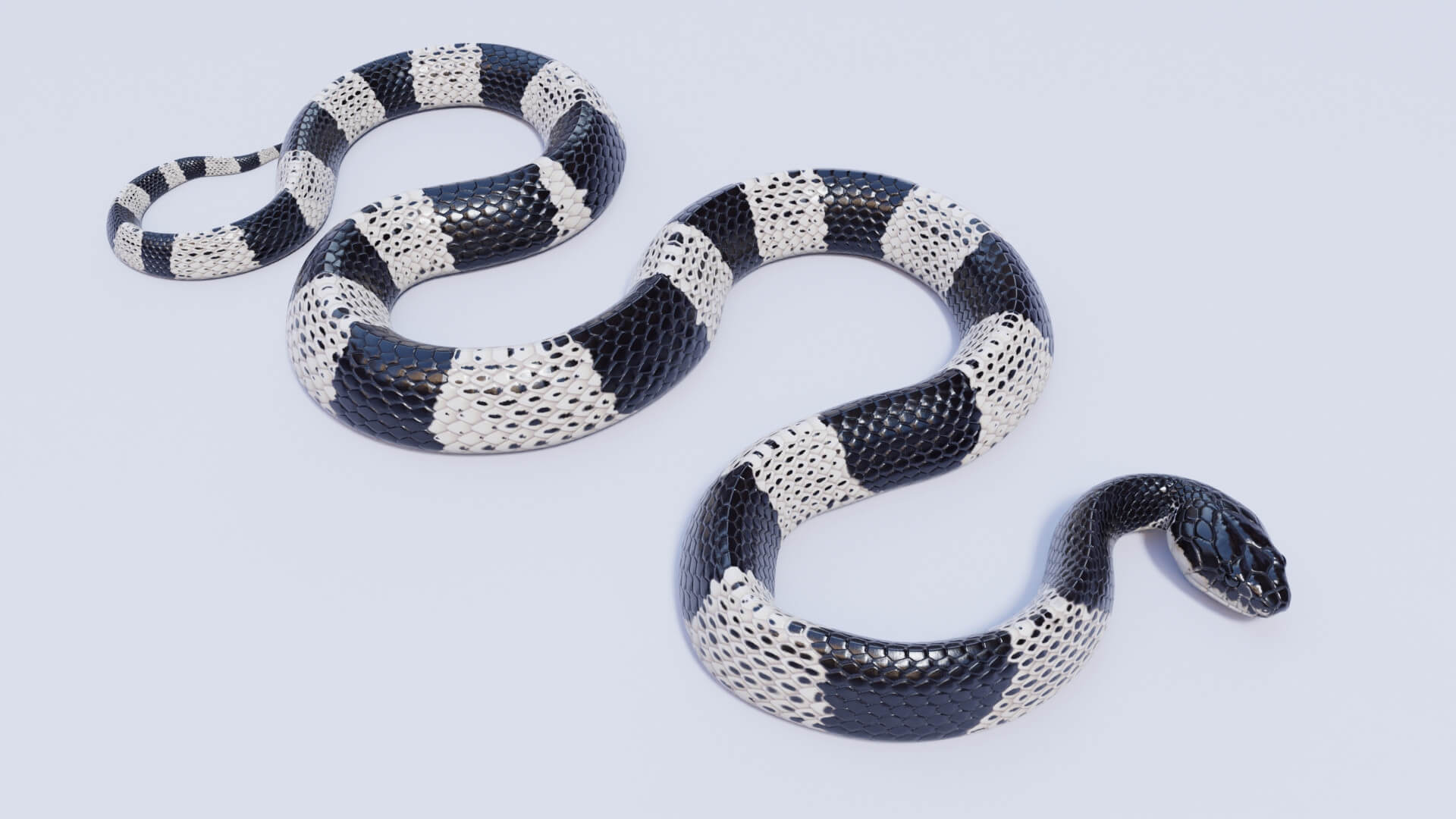 Animated Malayan Krait - 3D Model by Dibia Digital