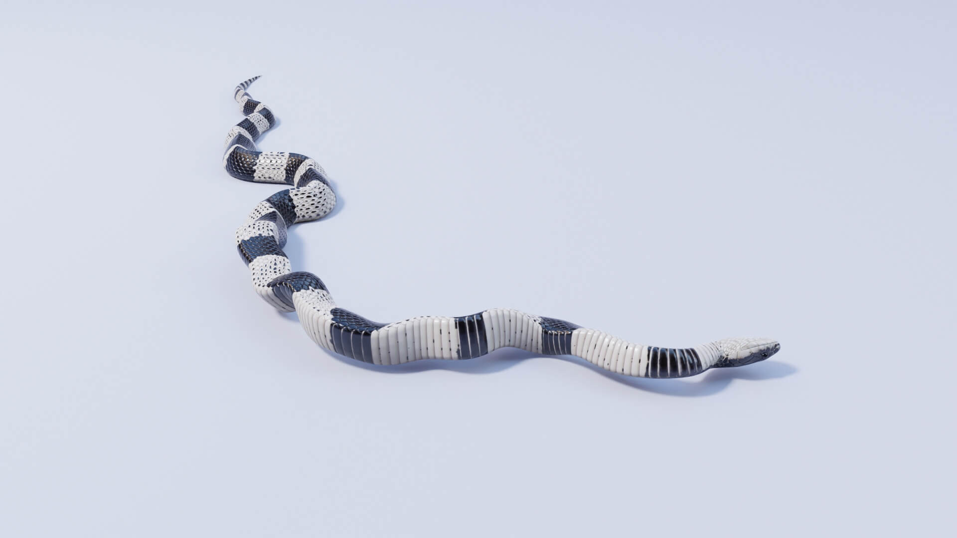 Animated Malayan Krait - 3D Model by Dibia Digital