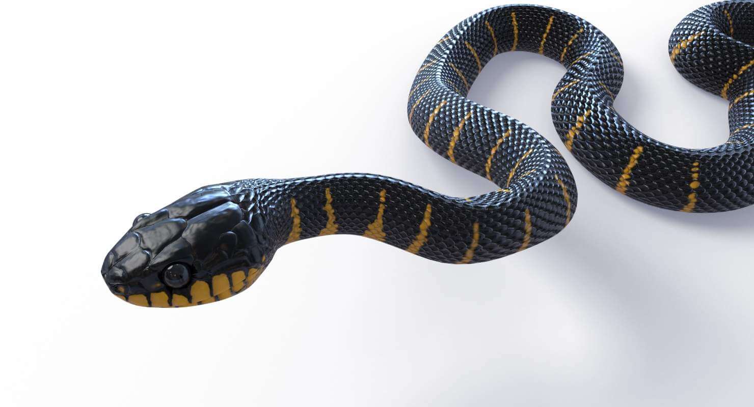 Mangrove Snake Animated - 3D Model by Dibia Digital