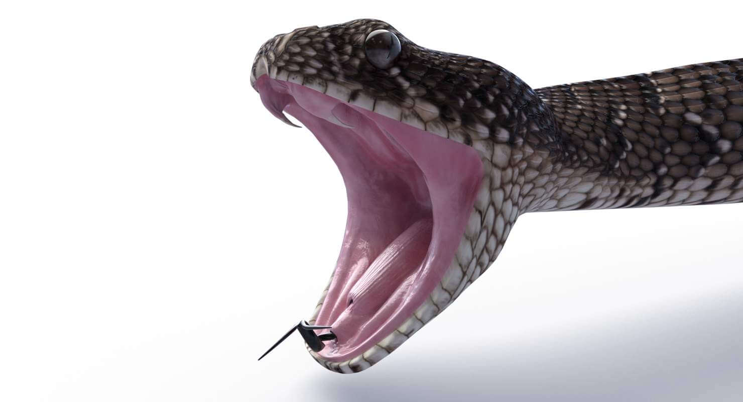 Puff Adder Animated - 3D Model by Dibia Digital