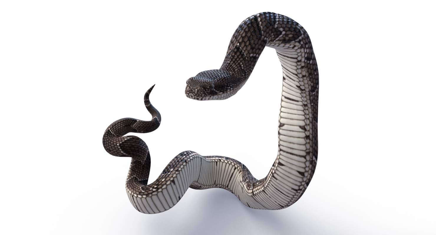 Puff Adder Animated - 3D Model by Dibia Digital