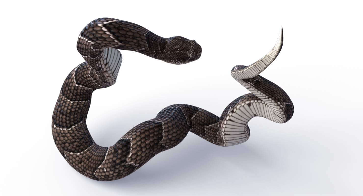 Puff Adder Animated - 3D Model by Dibia Digital