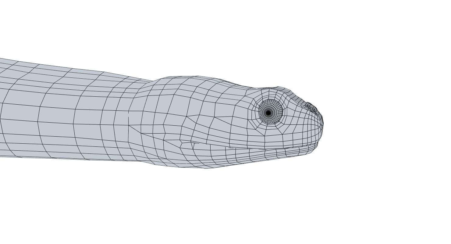 Puff Adder Animated - 3D Model by Dibia Digital