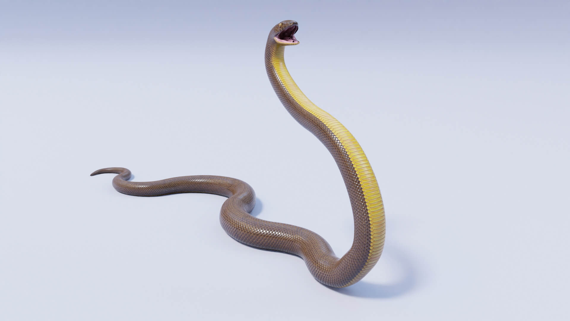 Animated Rubber Boa - 3D Model by Dibia Digital