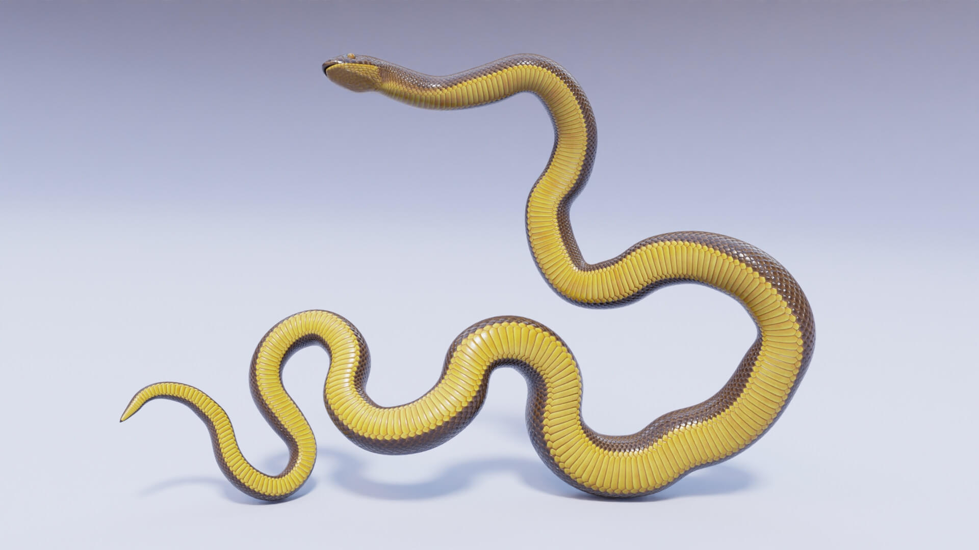 Animated Rubber Boa - 3D Model by Dibia Digital