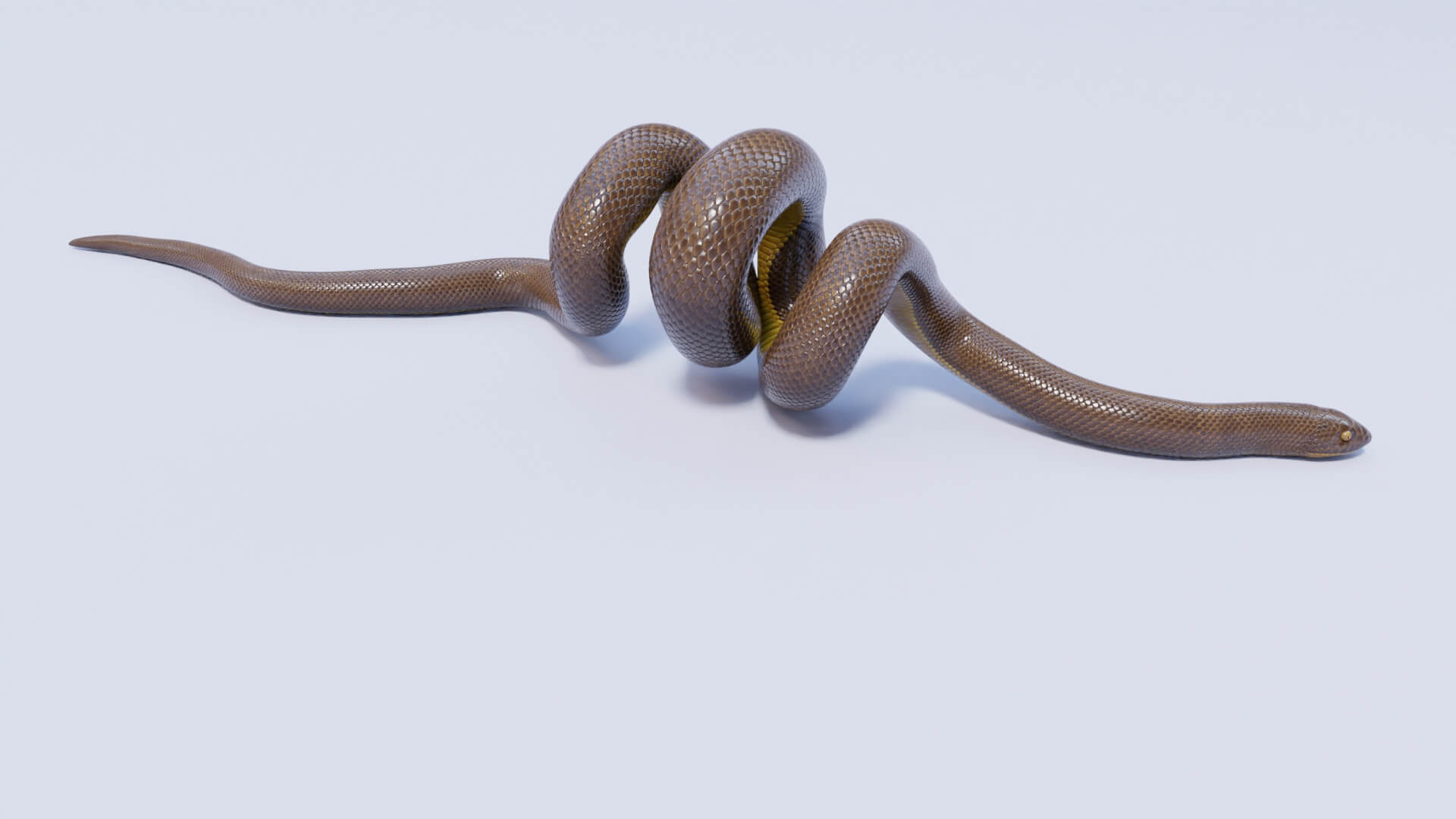 Animated Rubber Boa - 3D Model by Dibia Digital