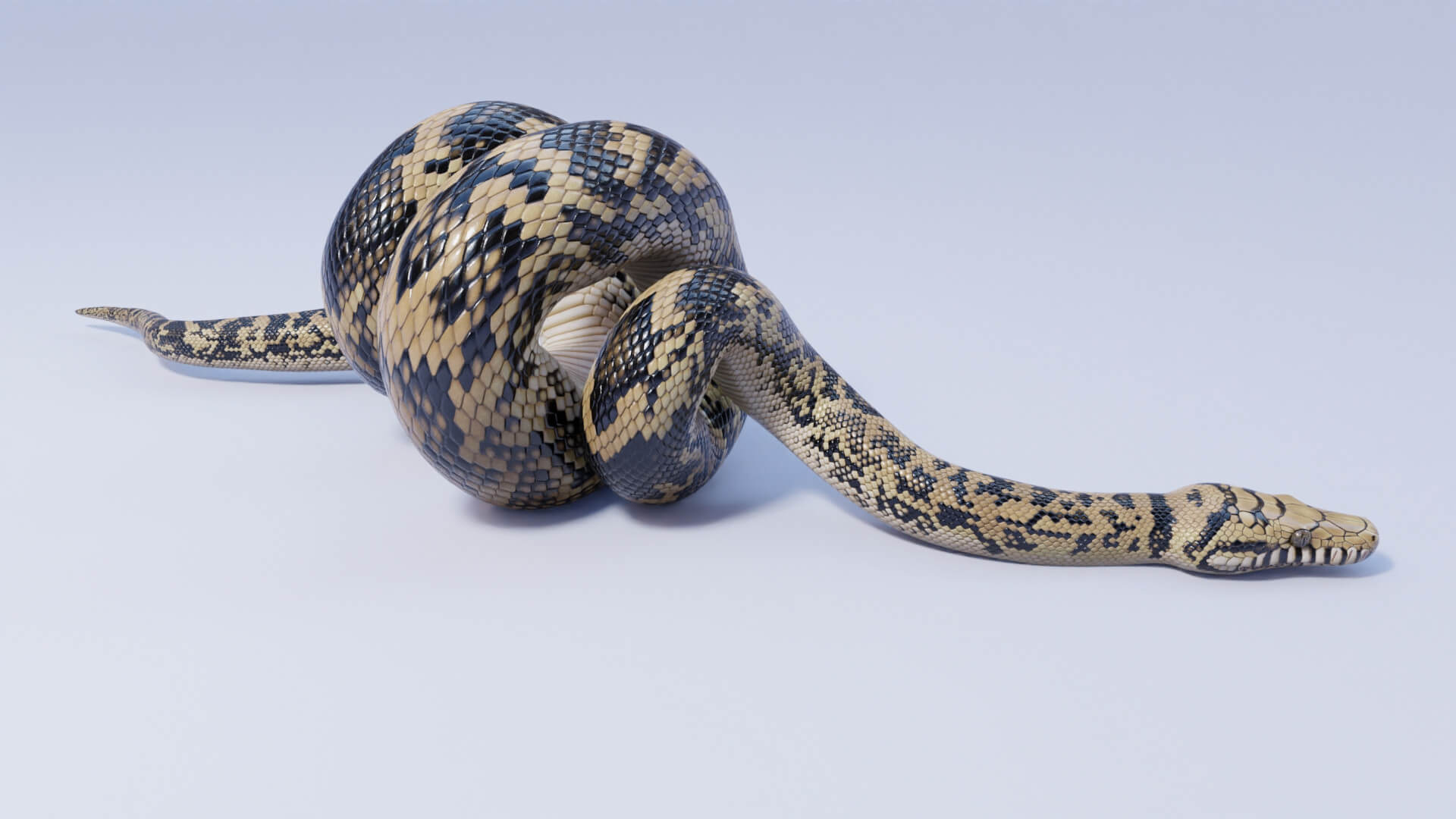 Animated Scrub Python - 3D Model by Dibia Digital