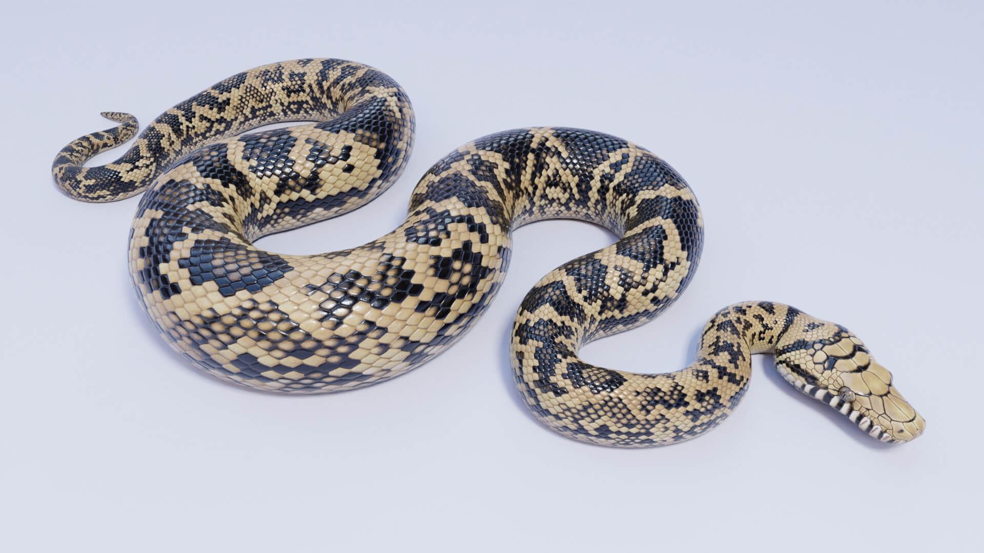 Animated Scrub Python - 3D Model by Dibia Digital