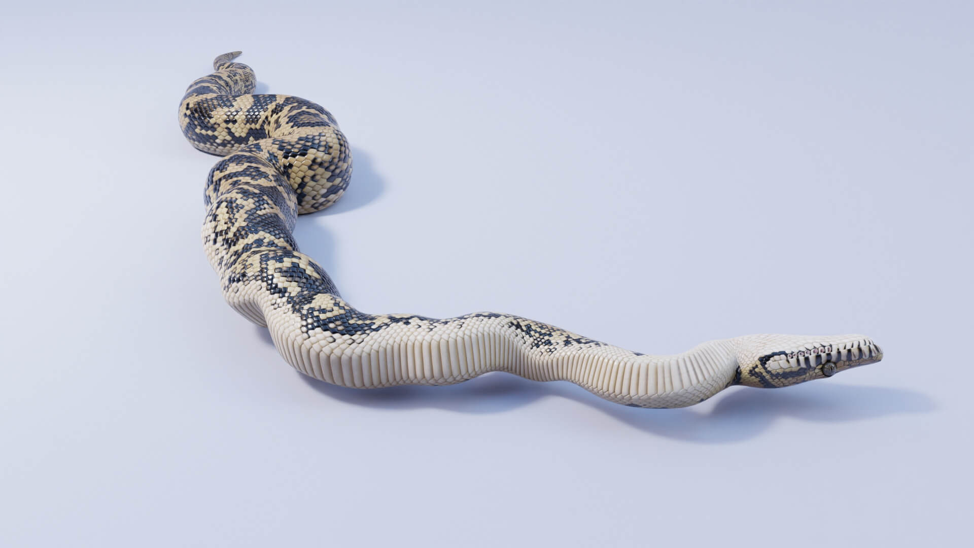 Animated Scrub Python - 3D Model by Dibia Digital
