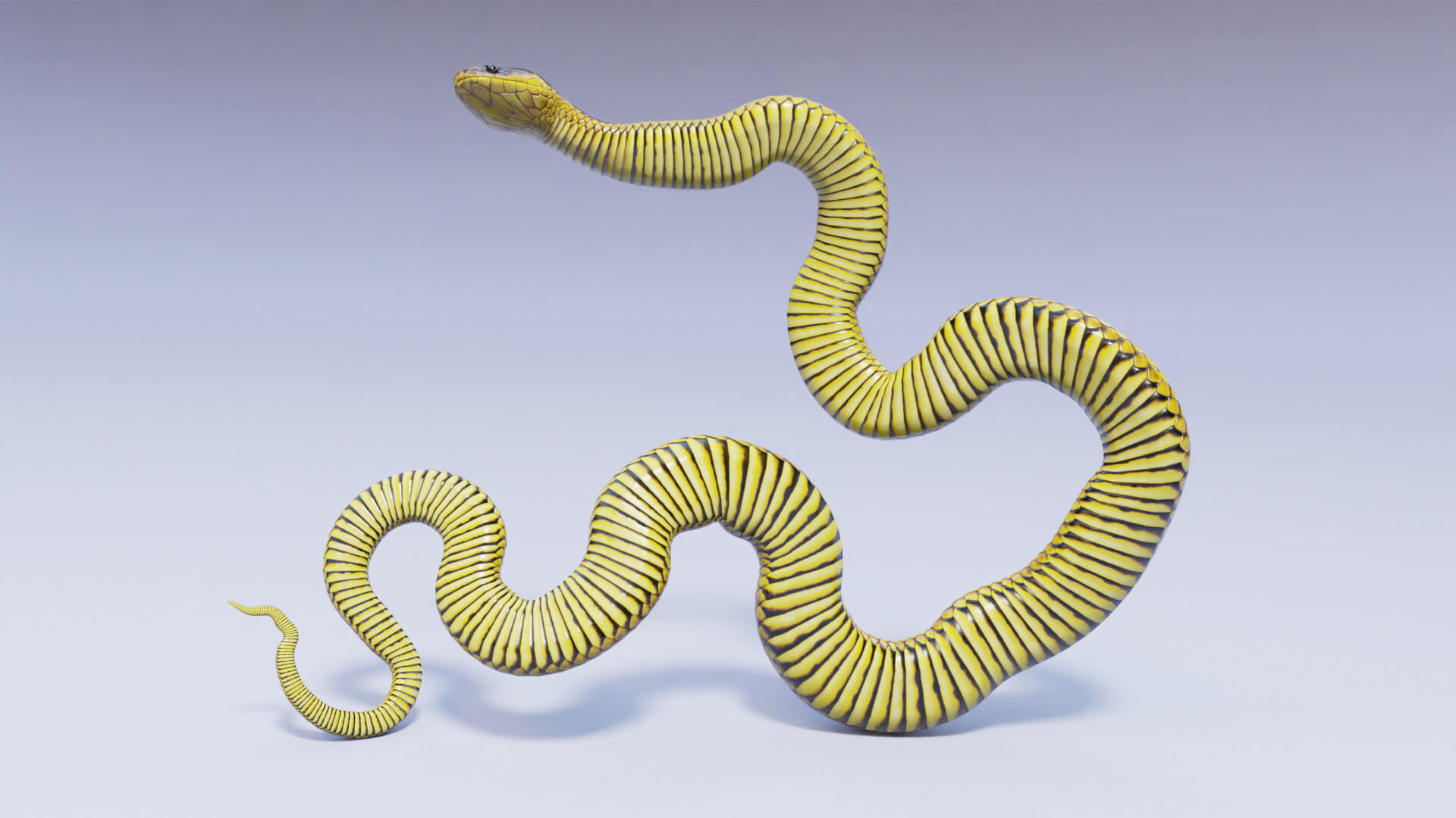 Animated Tiger Snake - 3D Model by Dibia Digital