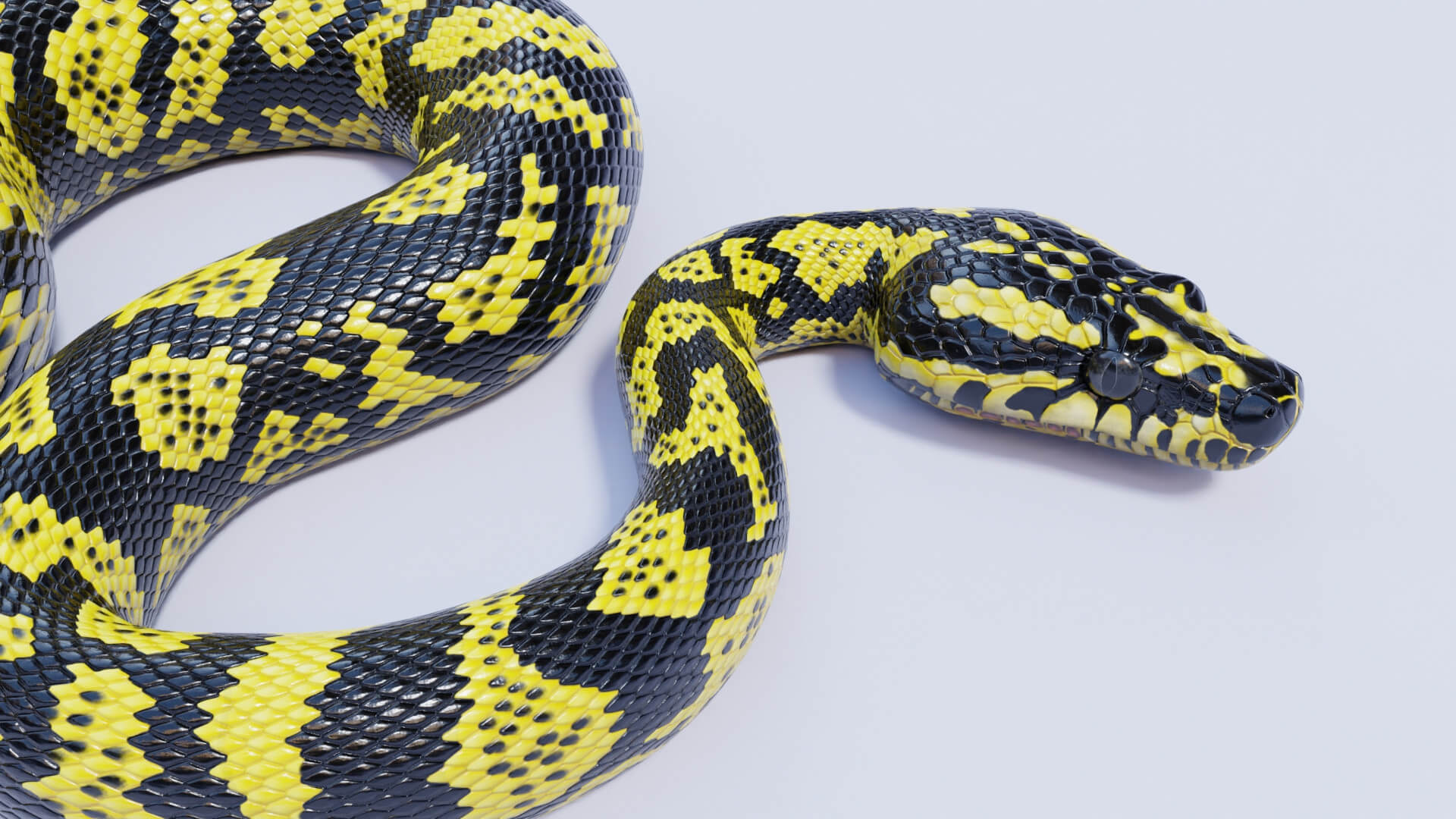 Animated Zebra Jungle Carpet Python - 3D Model by Dibia Digital