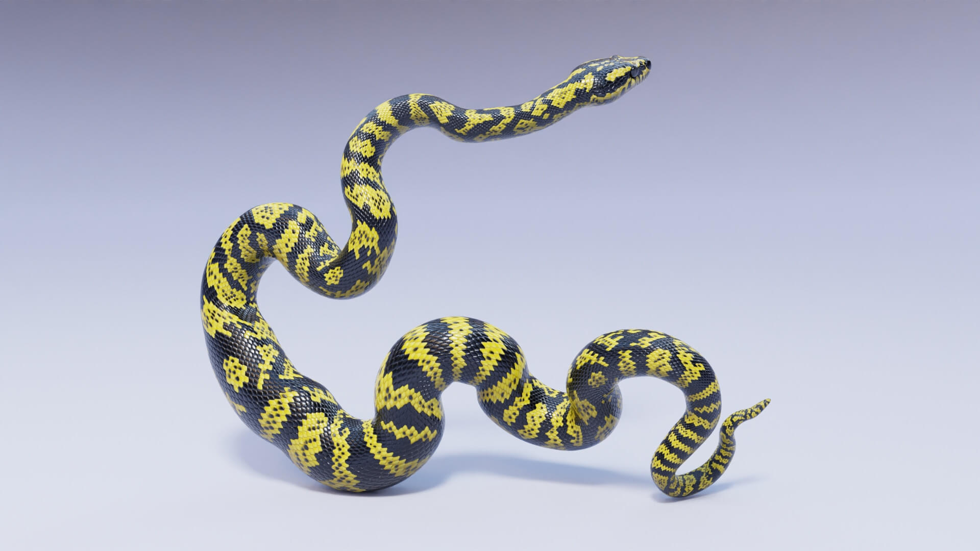 Animated Zebra Jungle Carpet Python - 3D Model by Dibia Digital