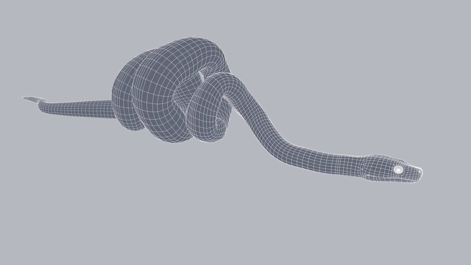 Animated Zebra Jungle Carpet Python - 3D Model by Dibia Digital