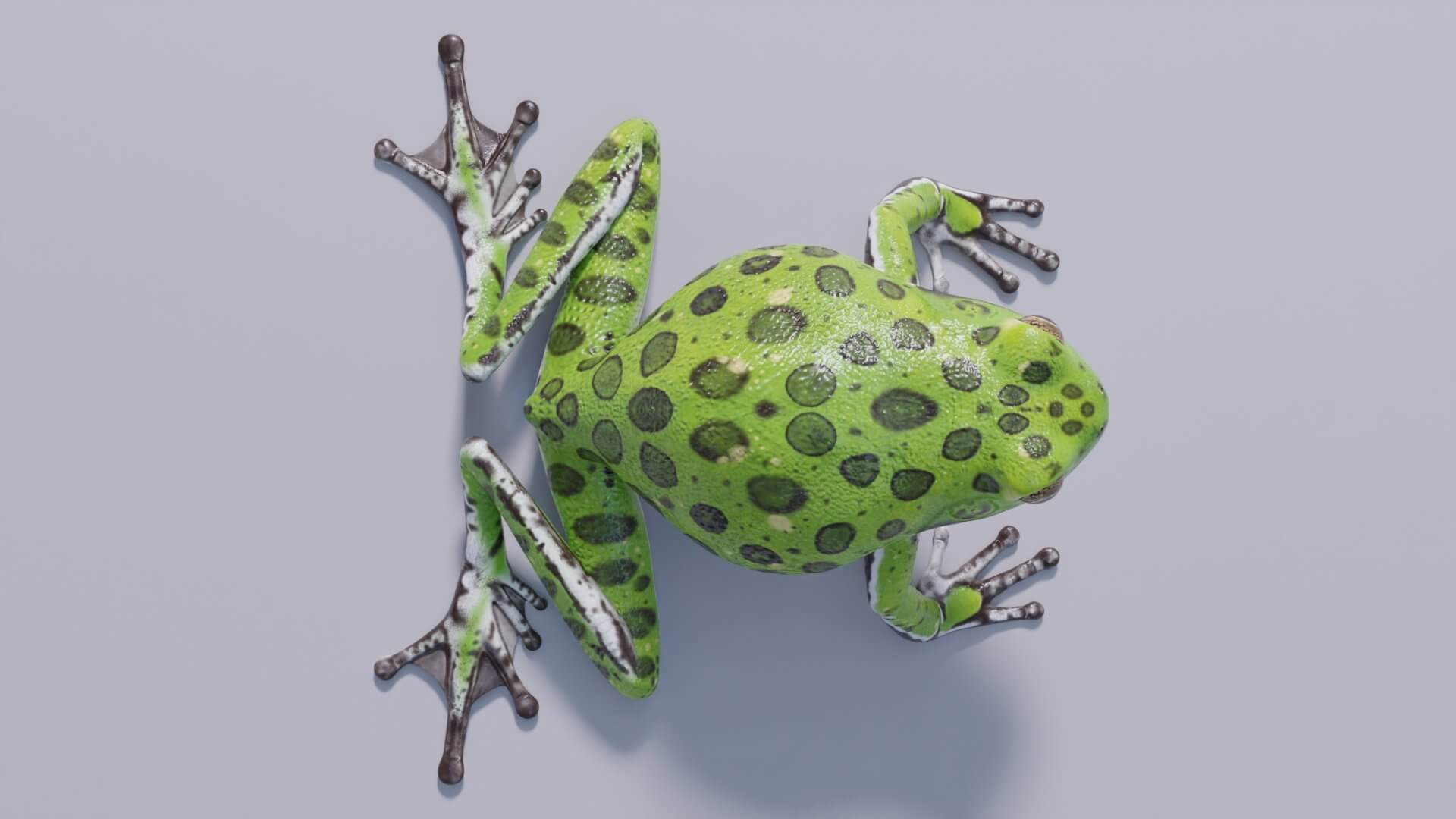 Animated Barking Tree Frog - 3D Model by Dibia Digital