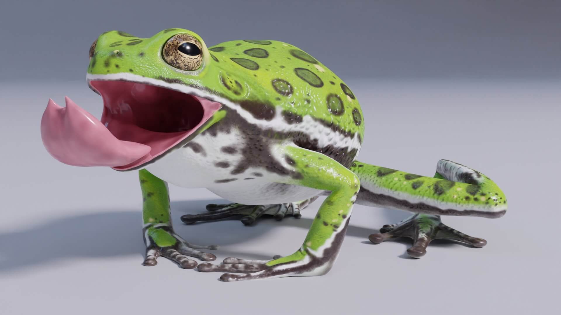 Animated Barking Tree Frog - 3D Model by Dibia Digital