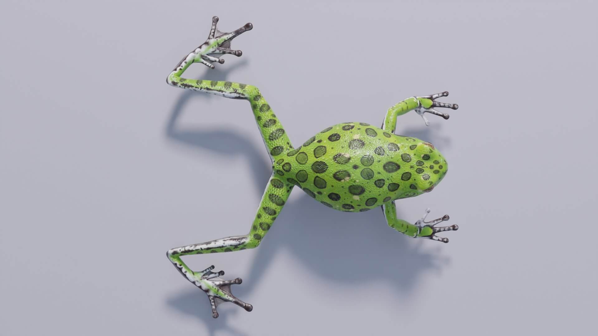Animated Barking Tree Frog - 3D Model by Dibia Digital