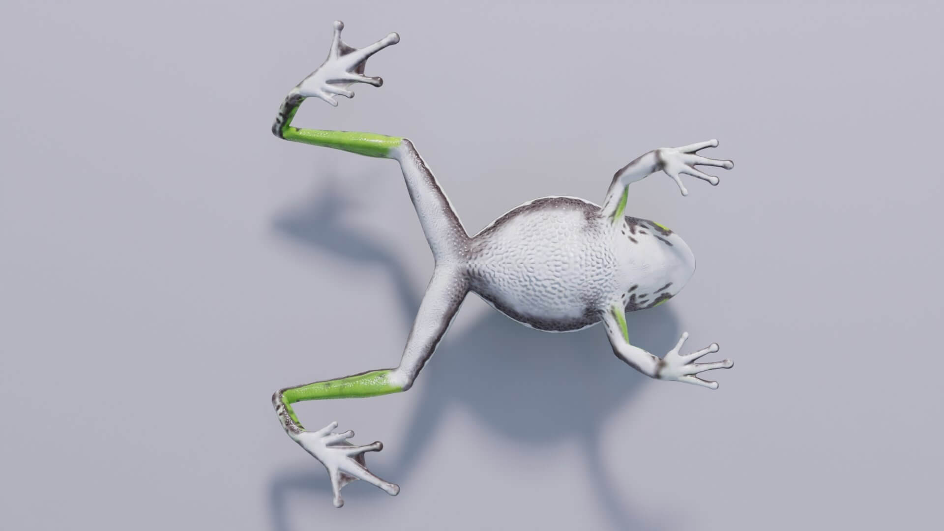 Animated Barking Tree Frog - 3D Model by Dibia Digital