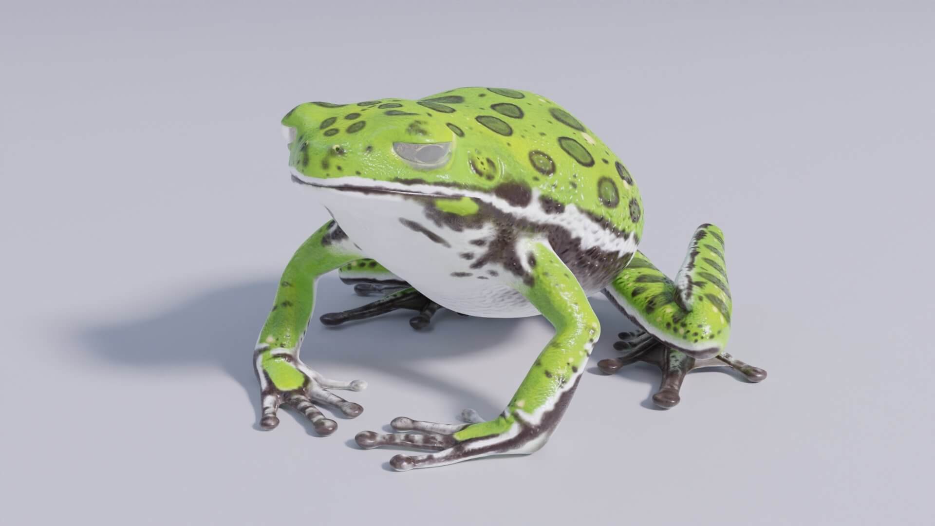 Animated Barking Tree Frog - 3D Model by Dibia Digital
