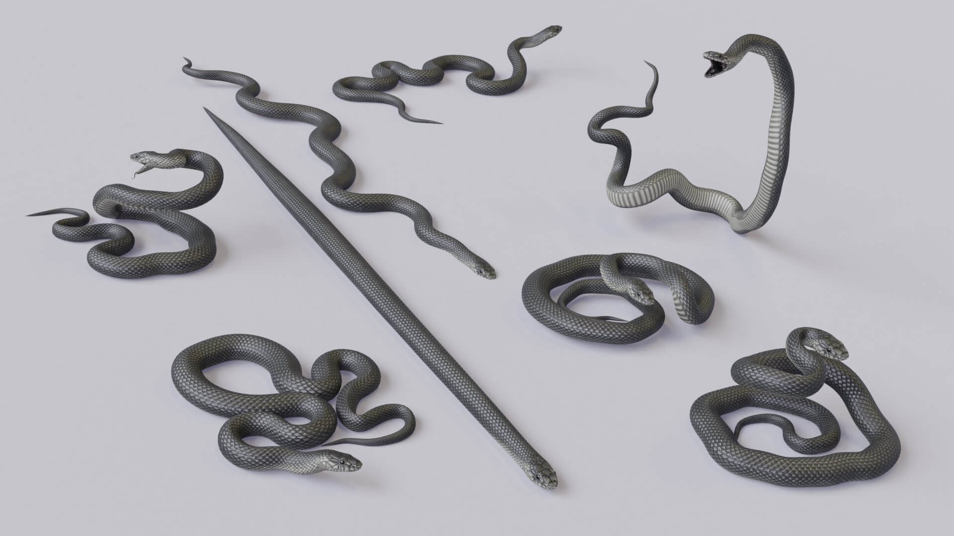 Black Mamba Bundle - 3D Model by Dibia Digital