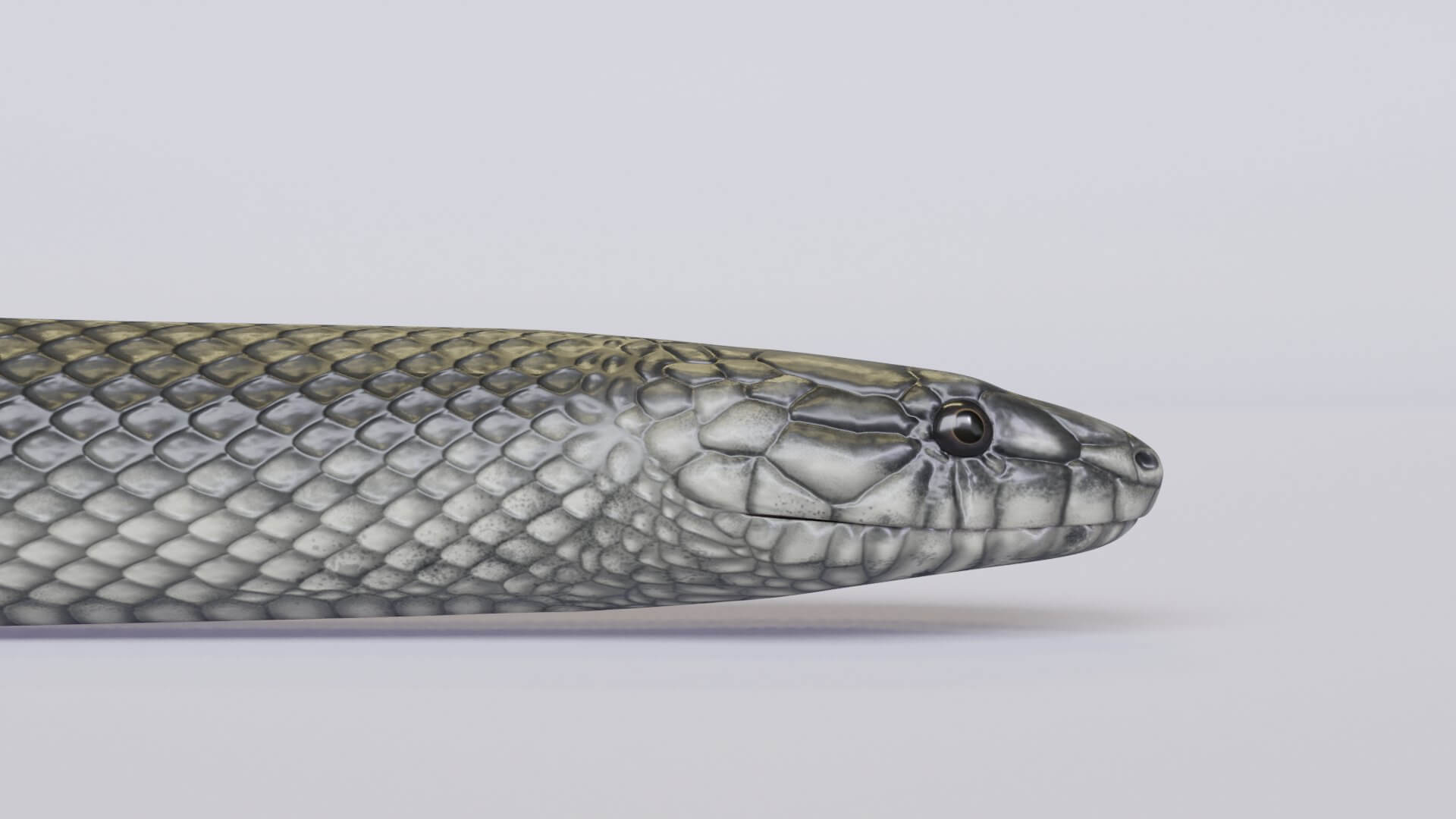 Black Mamba Bundle - 3D Model by Dibia Digital