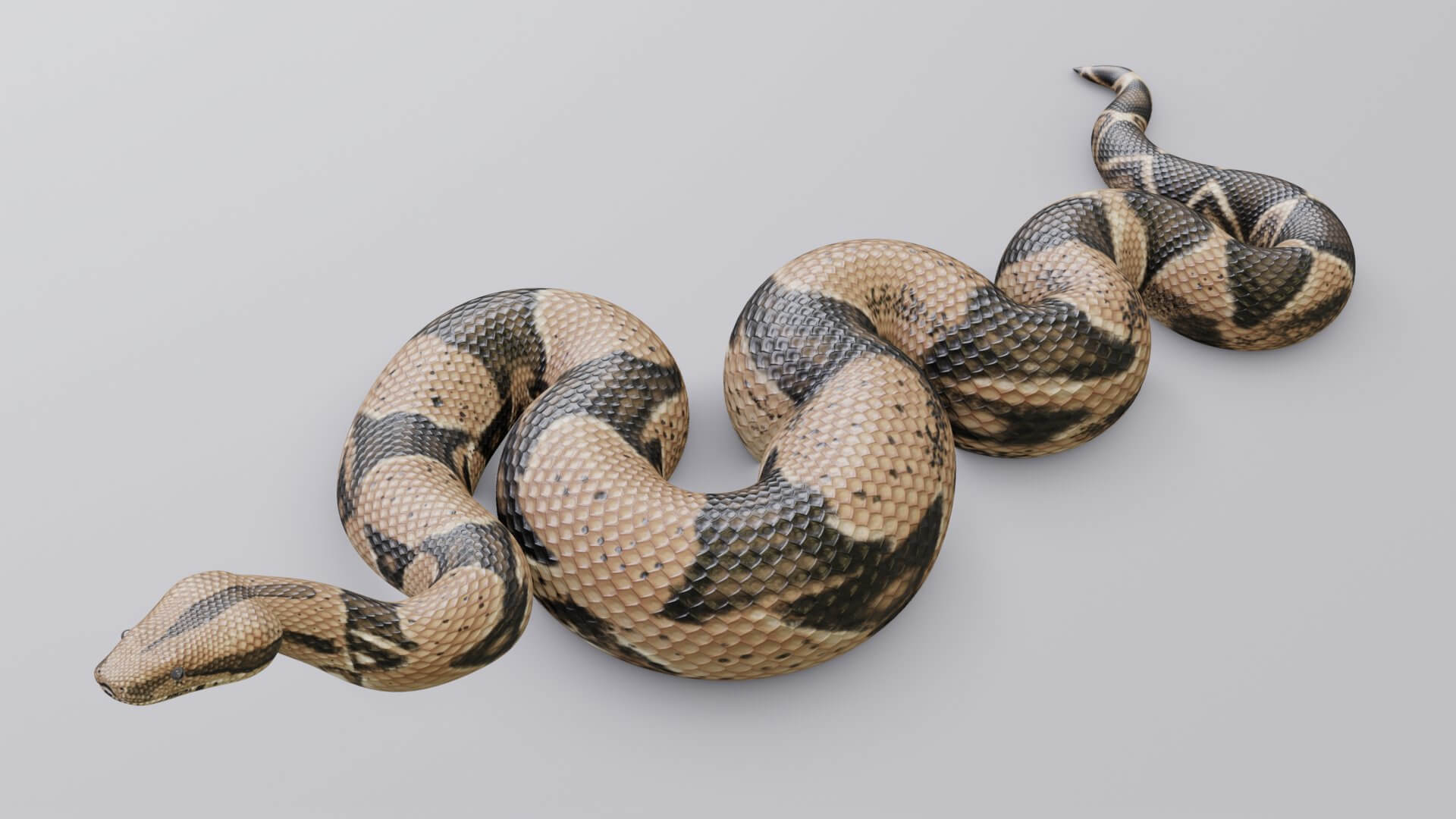 Boa Constrictor Bundle - 3D Model by Dibia Digital
