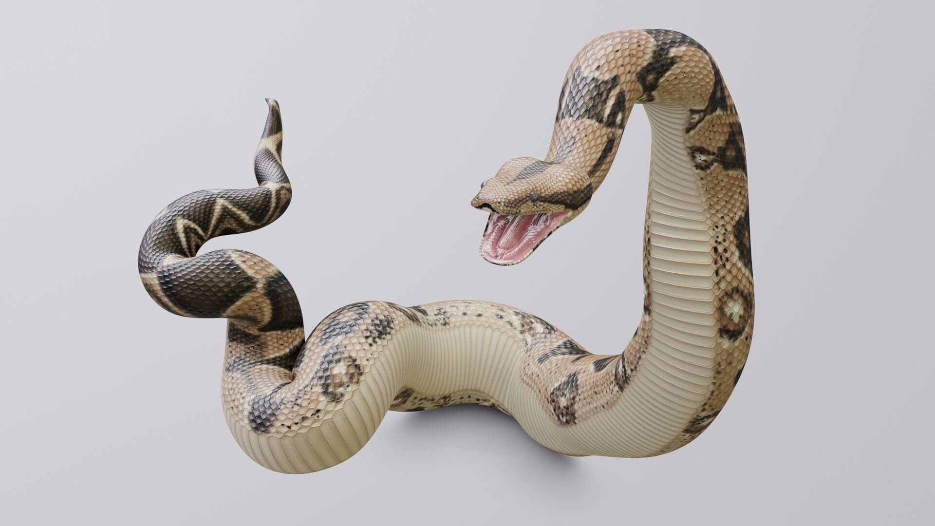 Boa Constrictor Bundle - 3D Model by Dibia Digital