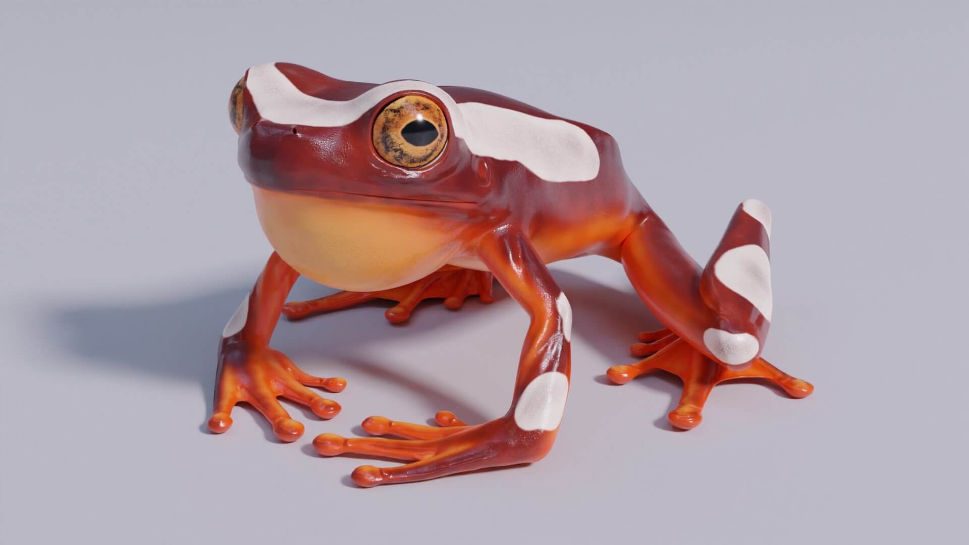 Animated Clown Tree Frog - 3D Model by Dibia Digital