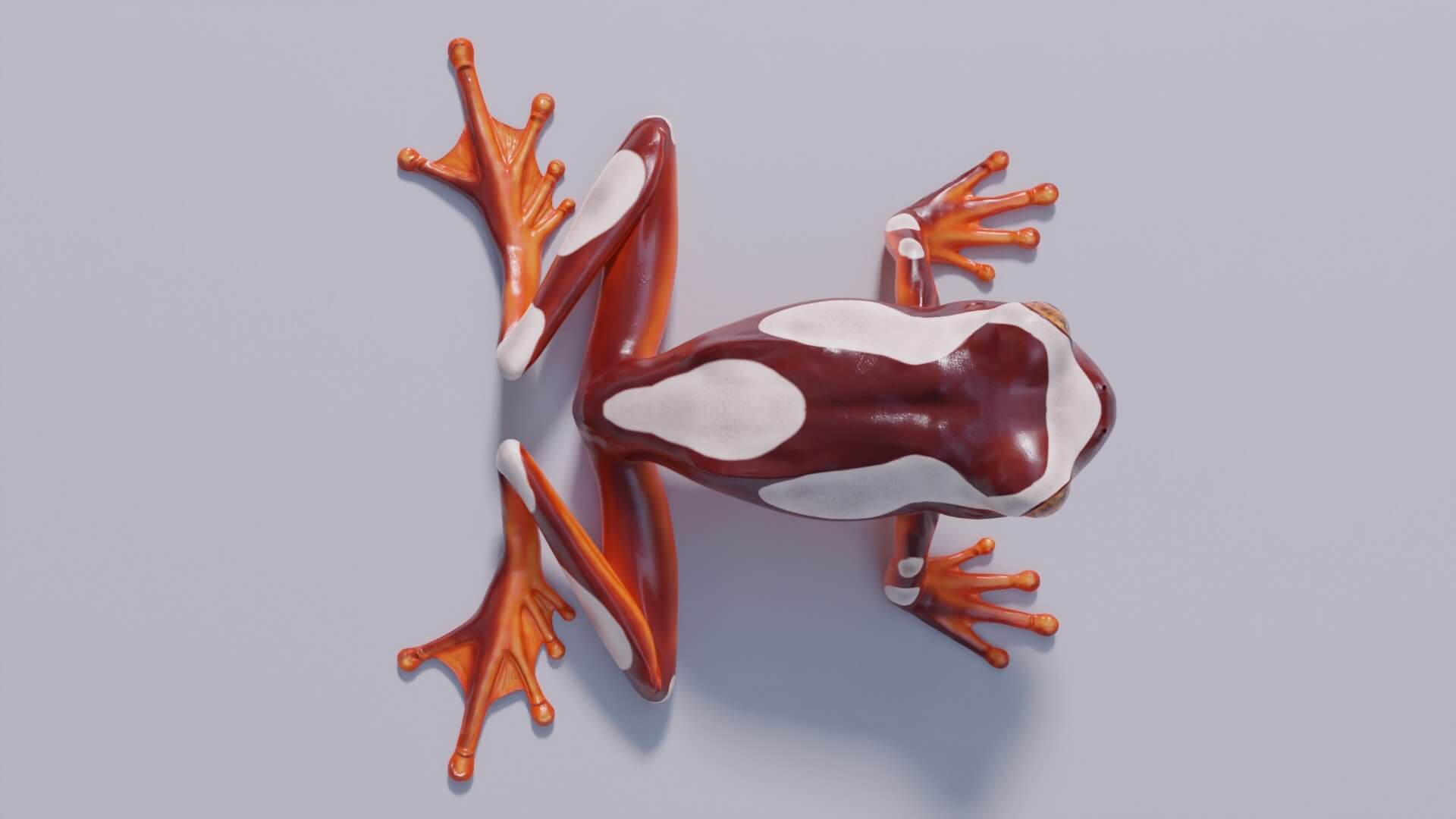 Animated Clown Tree Frog - 3D Model by Dibia Digital