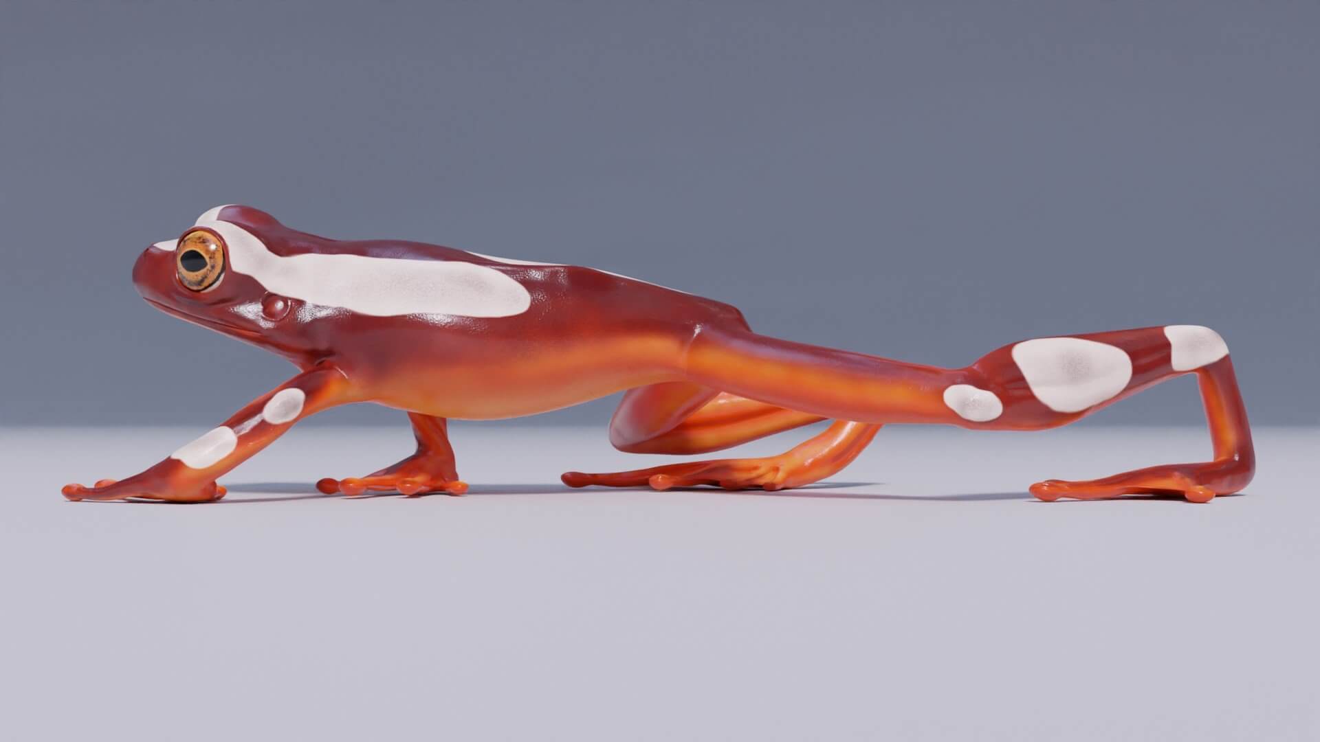 Animated Clown Tree Frog - 3D Model by Dibia Digital