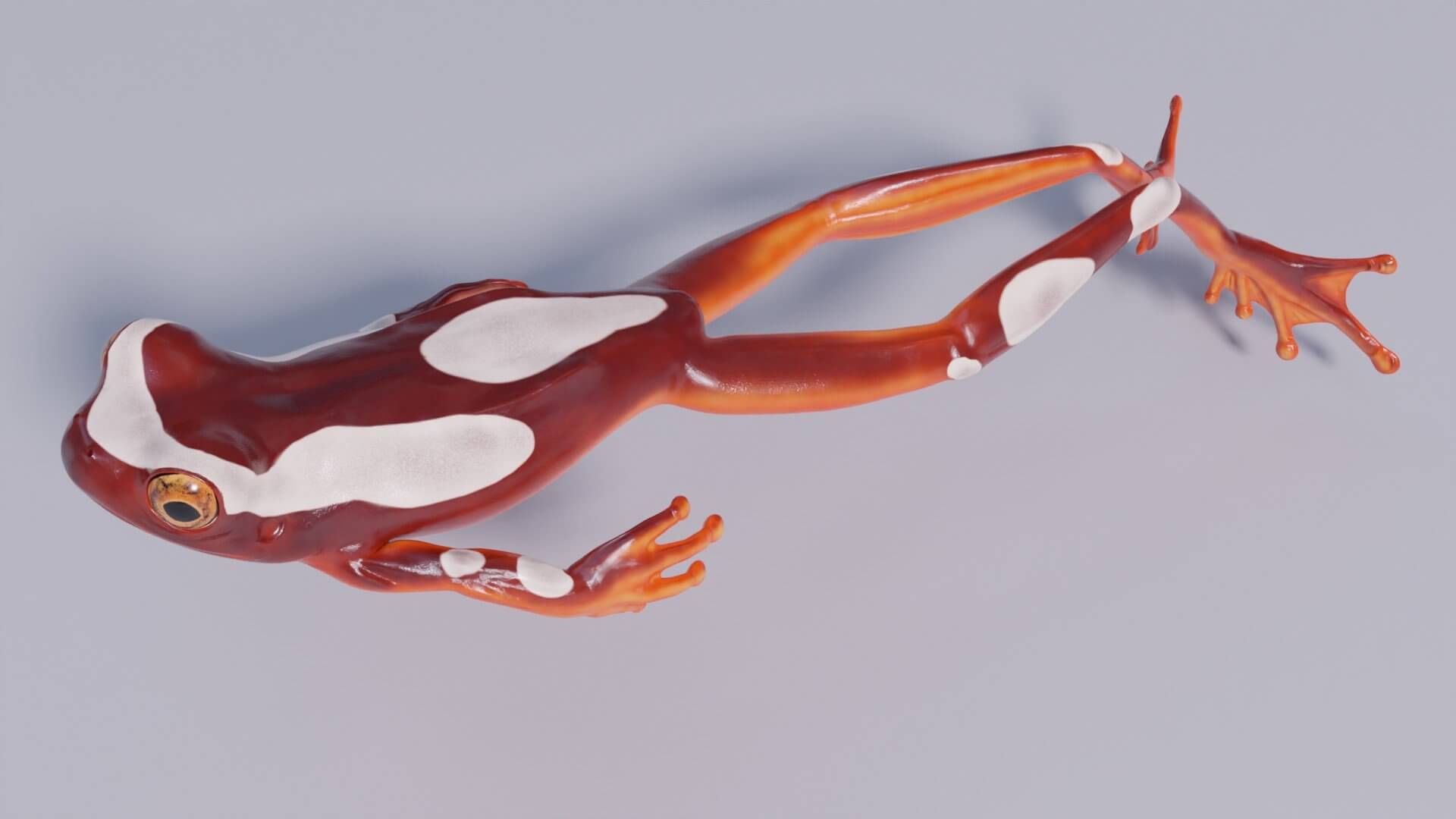 Animated Clown Tree Frog - 3D Model by Dibia Digital