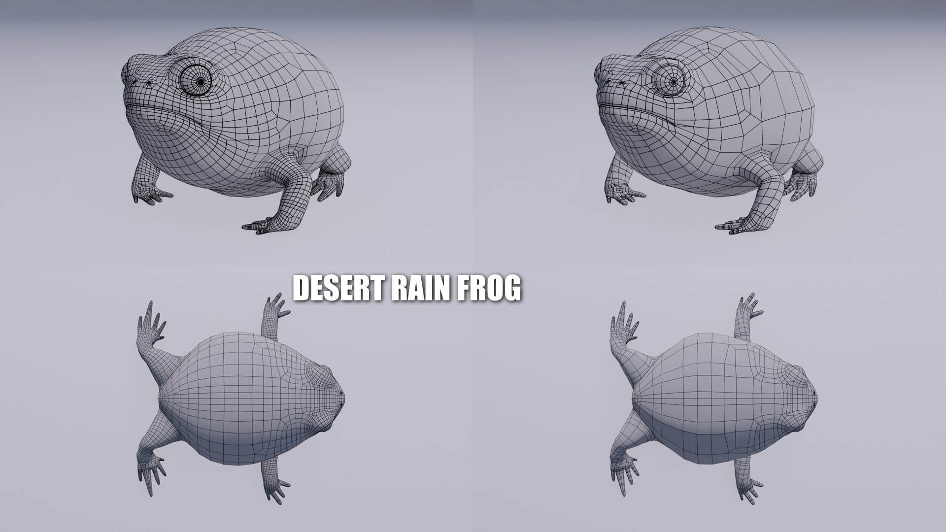 Animated Desert Rain Frog - 3D Model by Dibia Digital
