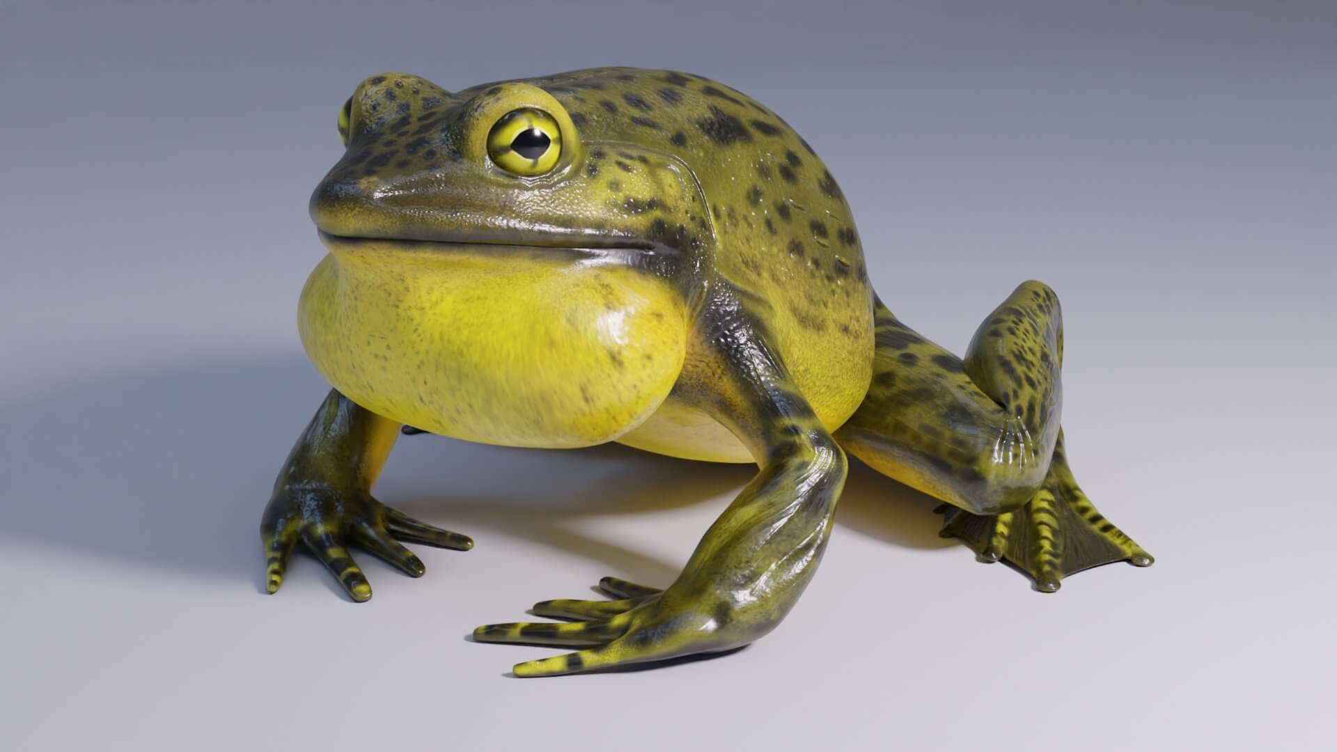 Animated Goliath Bullfrog - 3D Model by Dibia Digital