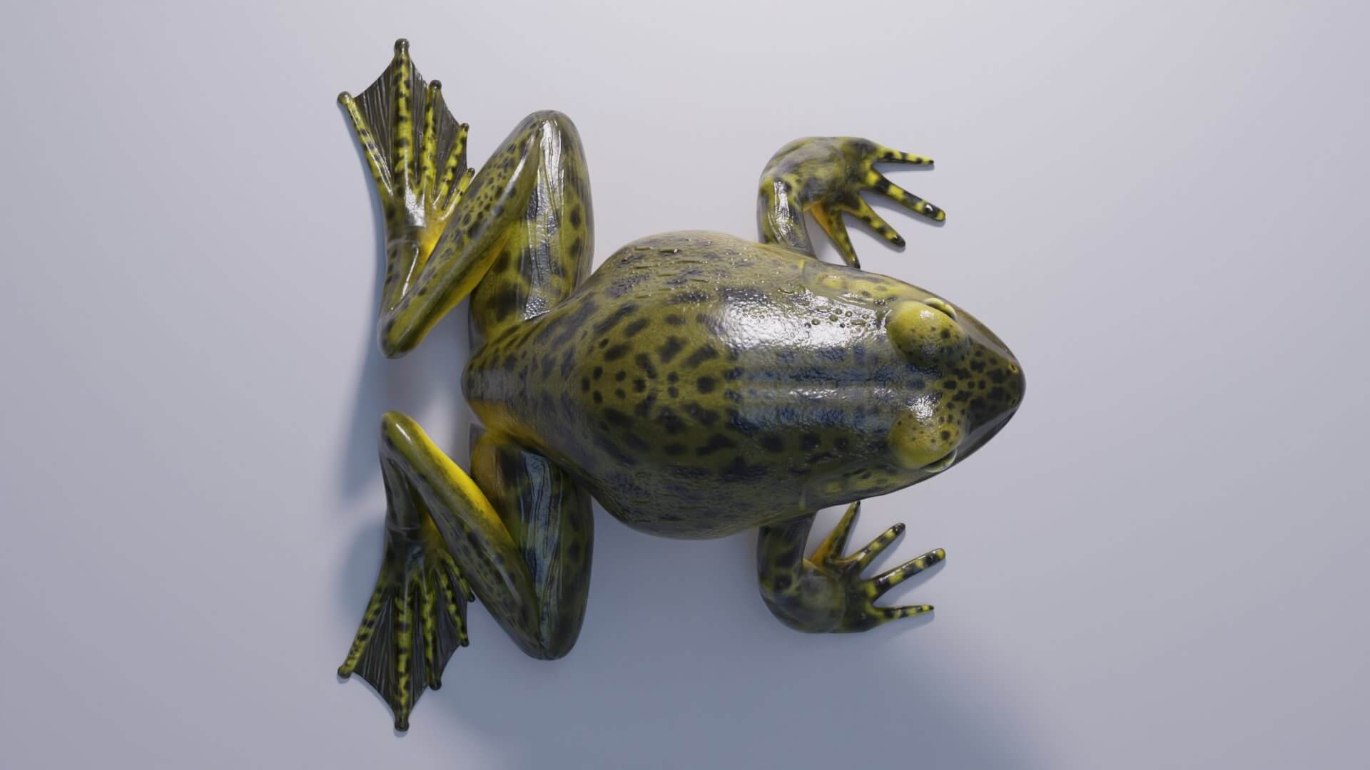 Animated Goliath Bullfrog - 3D Model by Dibia Digital