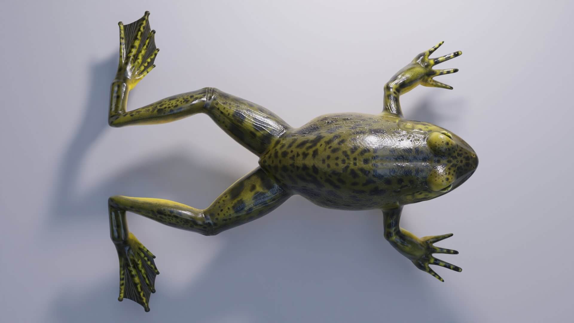 Animated Goliath Bullfrog - 3D Model by Dibia Digital