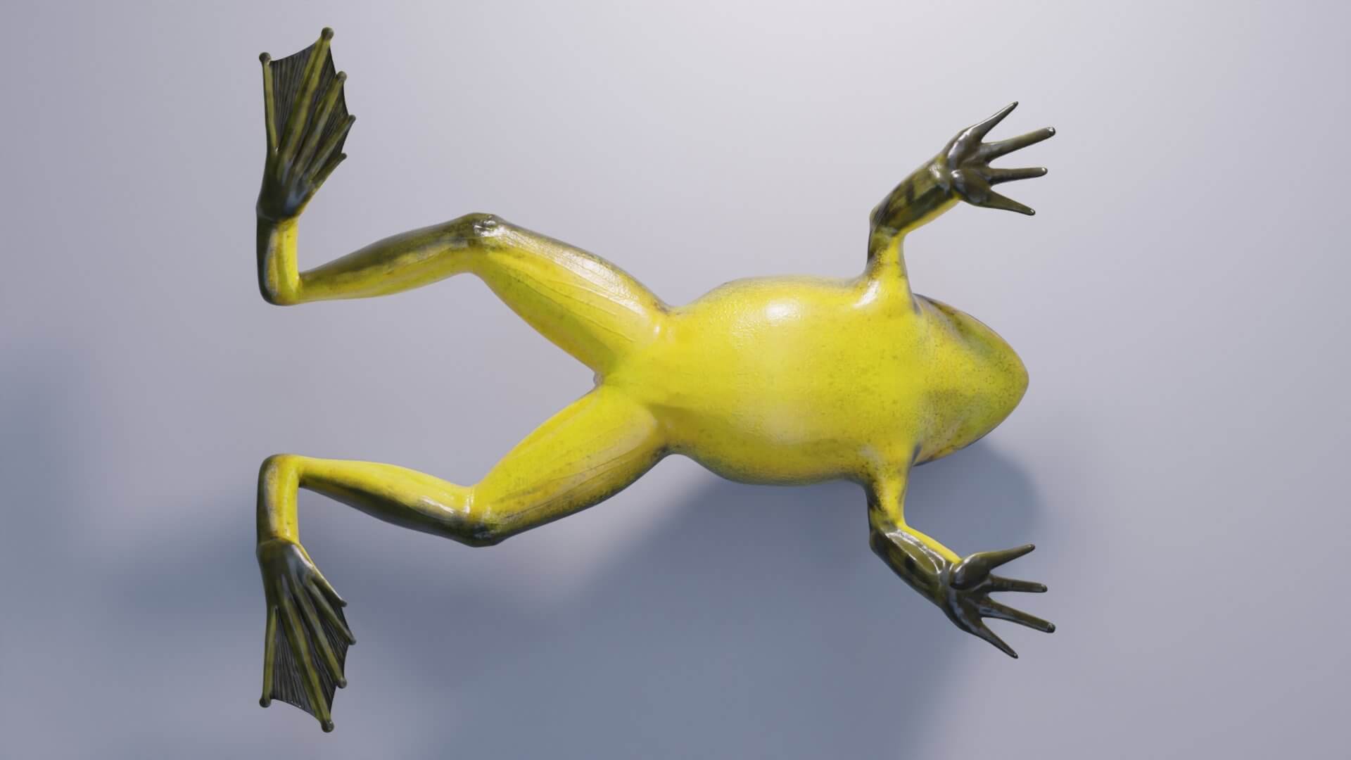 Animated Goliath Bullfrog - 3D Model by Dibia Digital