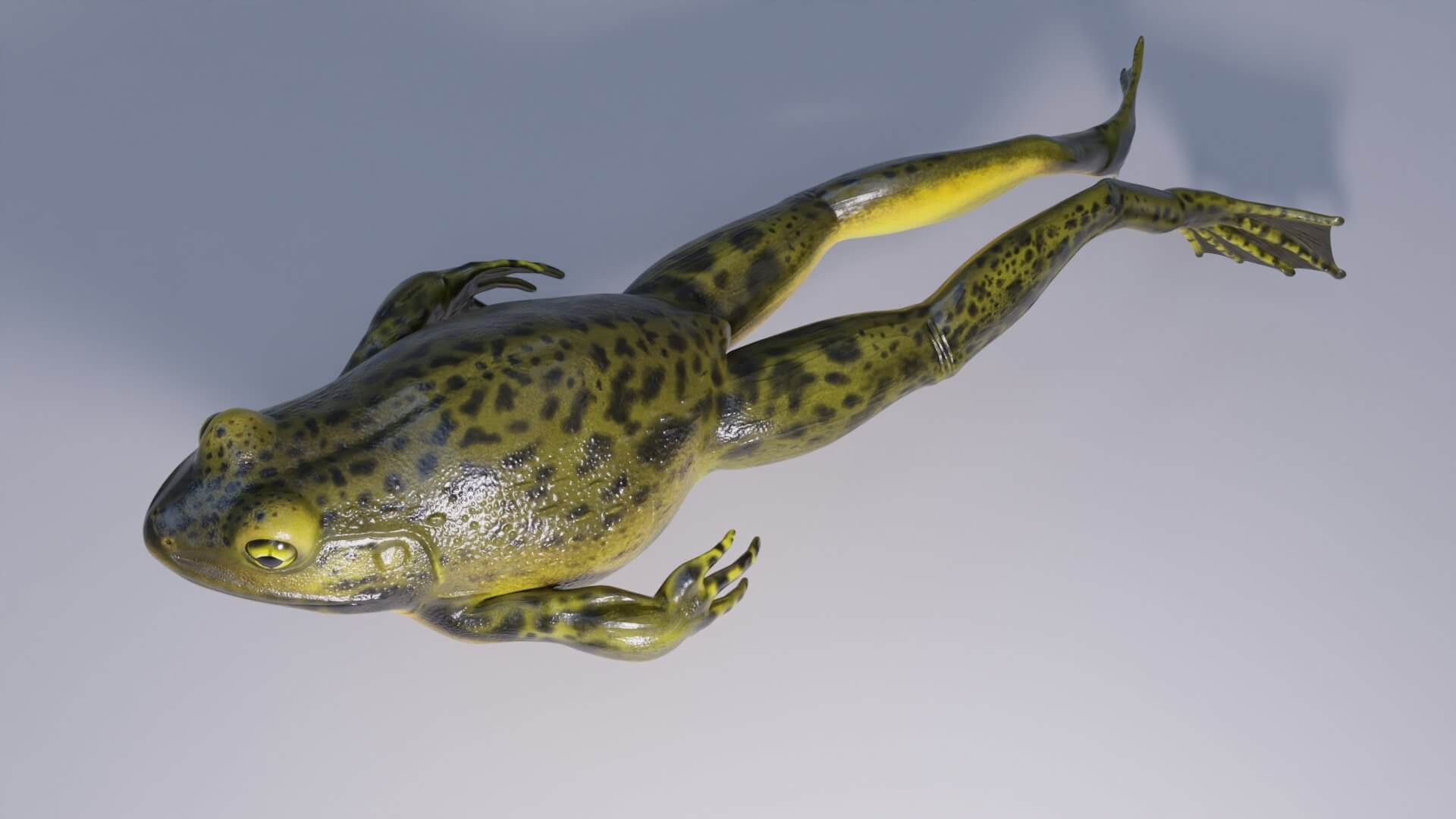 Animated Goliath Bullfrog - 3D Model by Dibia Digital