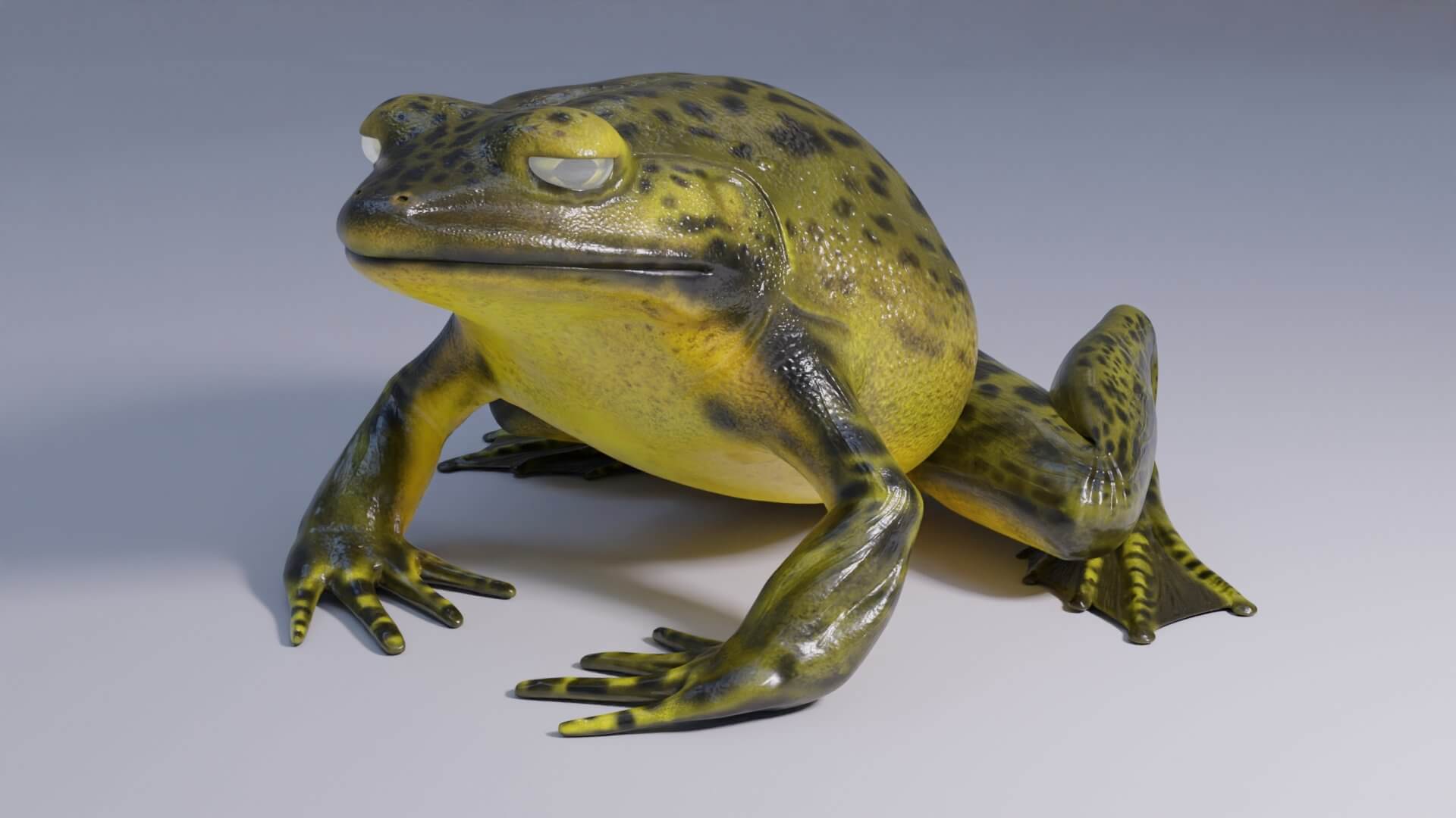 Animated Goliath Bullfrog - 3D Model by Dibia Digital