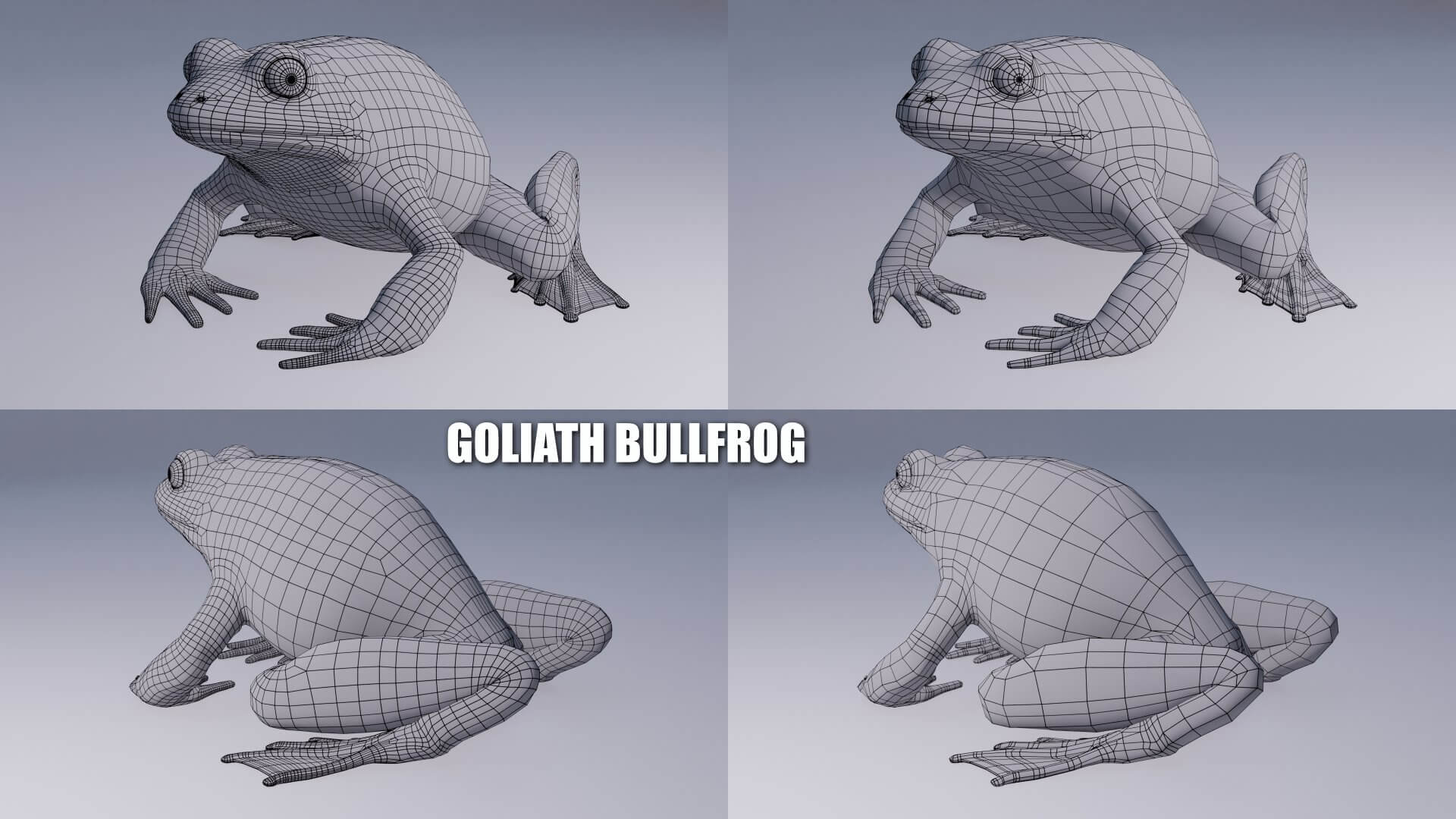 Animated Goliath Bullfrog - 3D Model by Dibia Digital