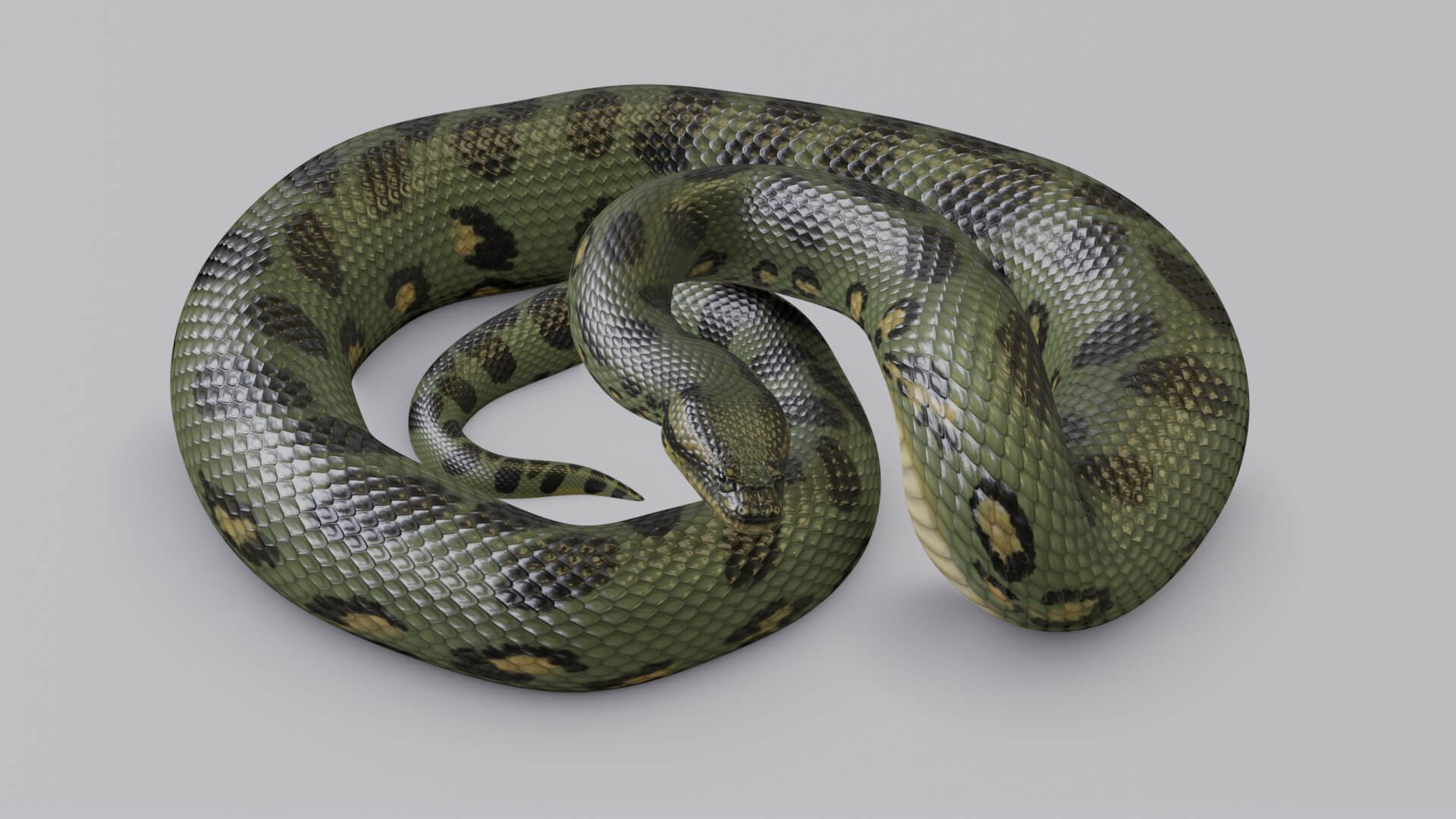 Green Anaconda 3D Mesh Bundle by Dibia Digital