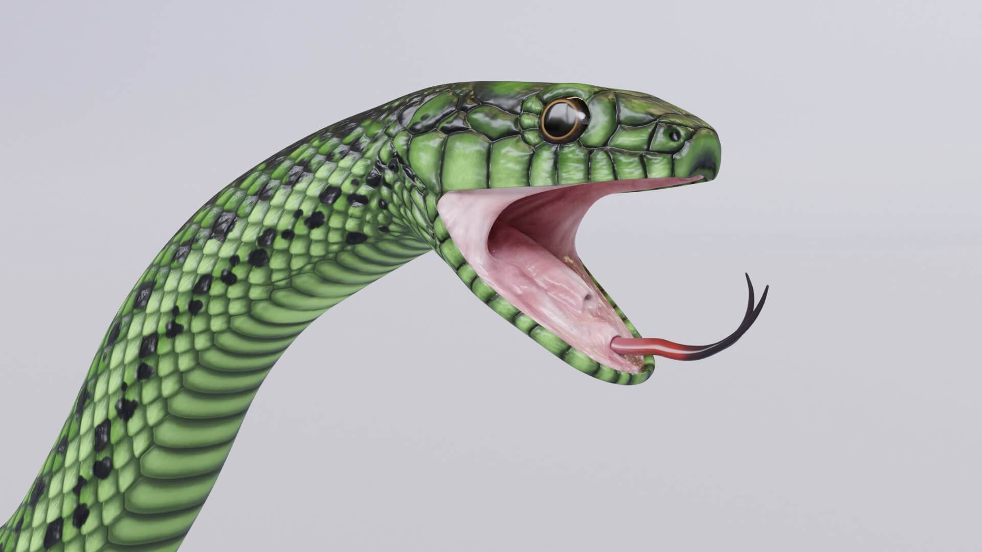 Green Snake Bundle - 3D Model by Dibia Digital