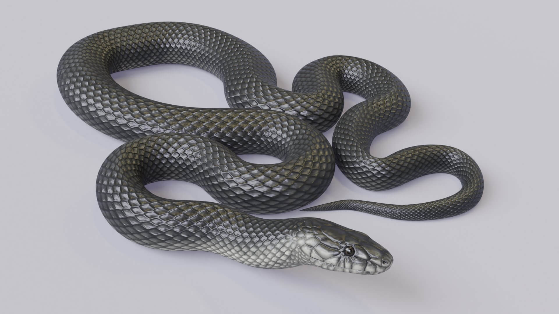 Rigged Black Mamba - 3D Model by Dibia Digital