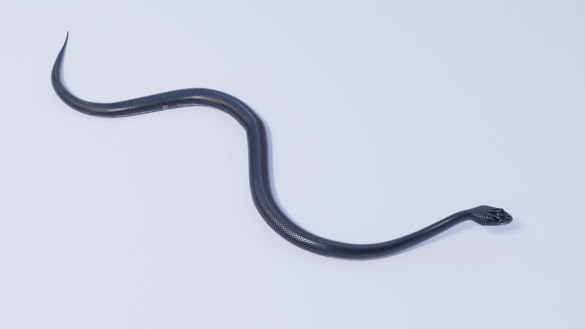 Rigged Black Rat Snake - 3D Model by Dibia Digital