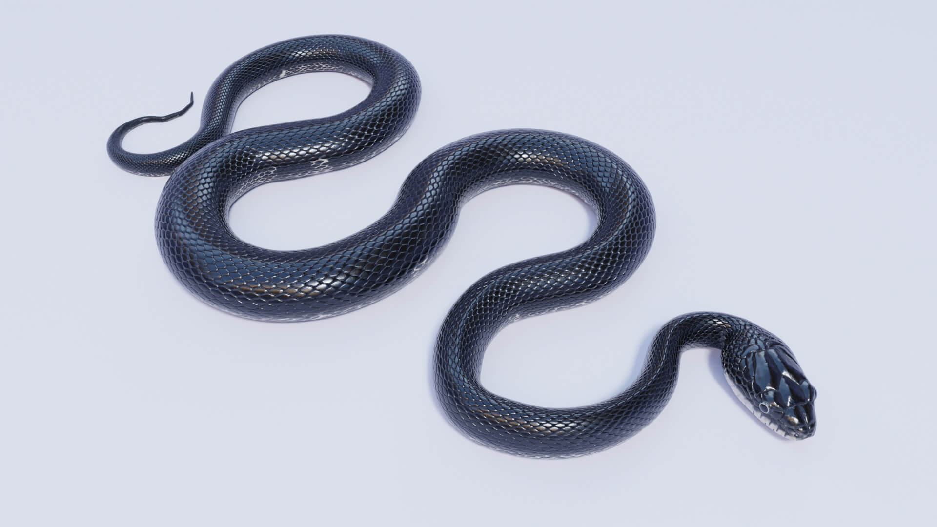 Rigged Black Rat Snake - 3D Model by Dibia Digital