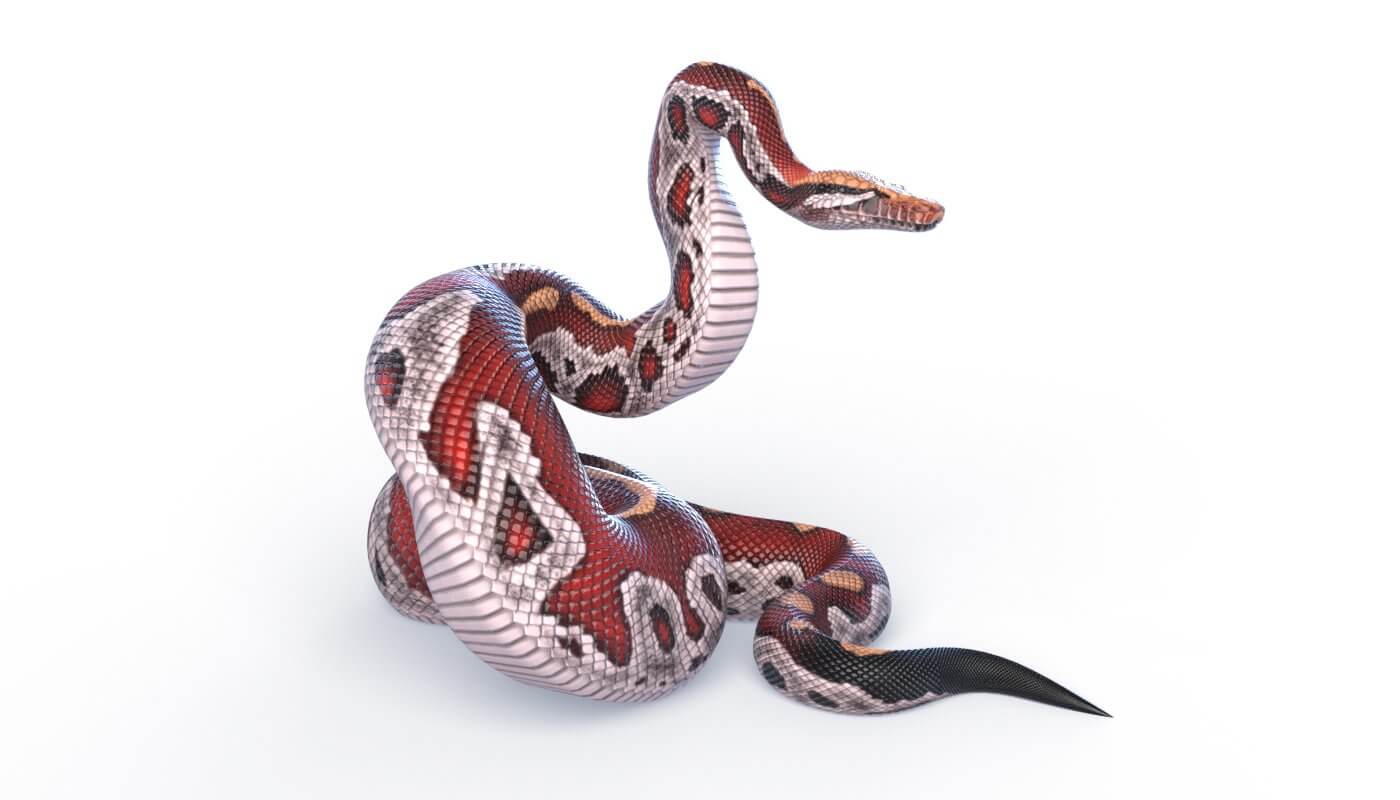 Rigged Blood Python - 3D Model by Dibia Digital